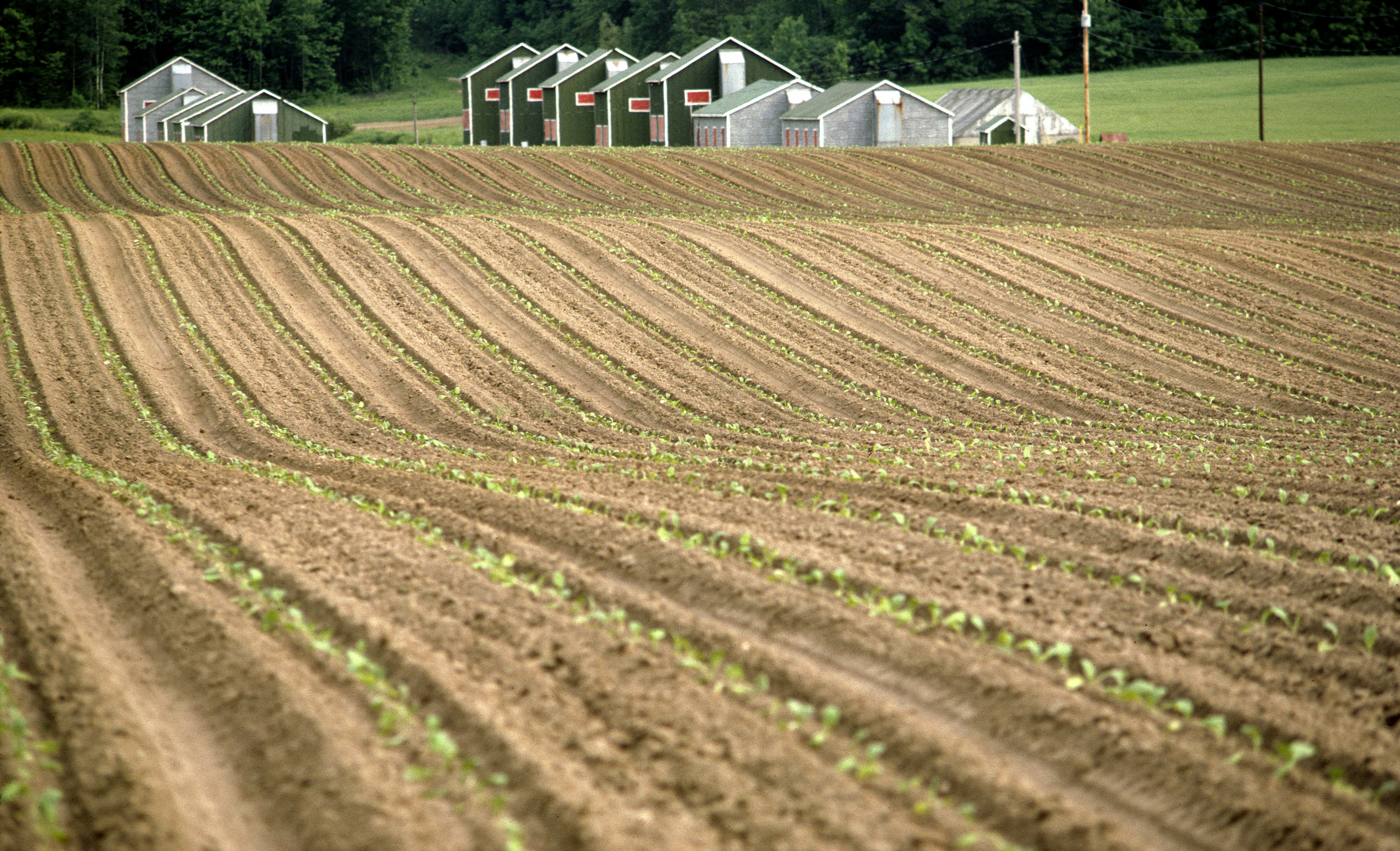 A farm field with rows of crops in the foreground photo – Free Farm ...