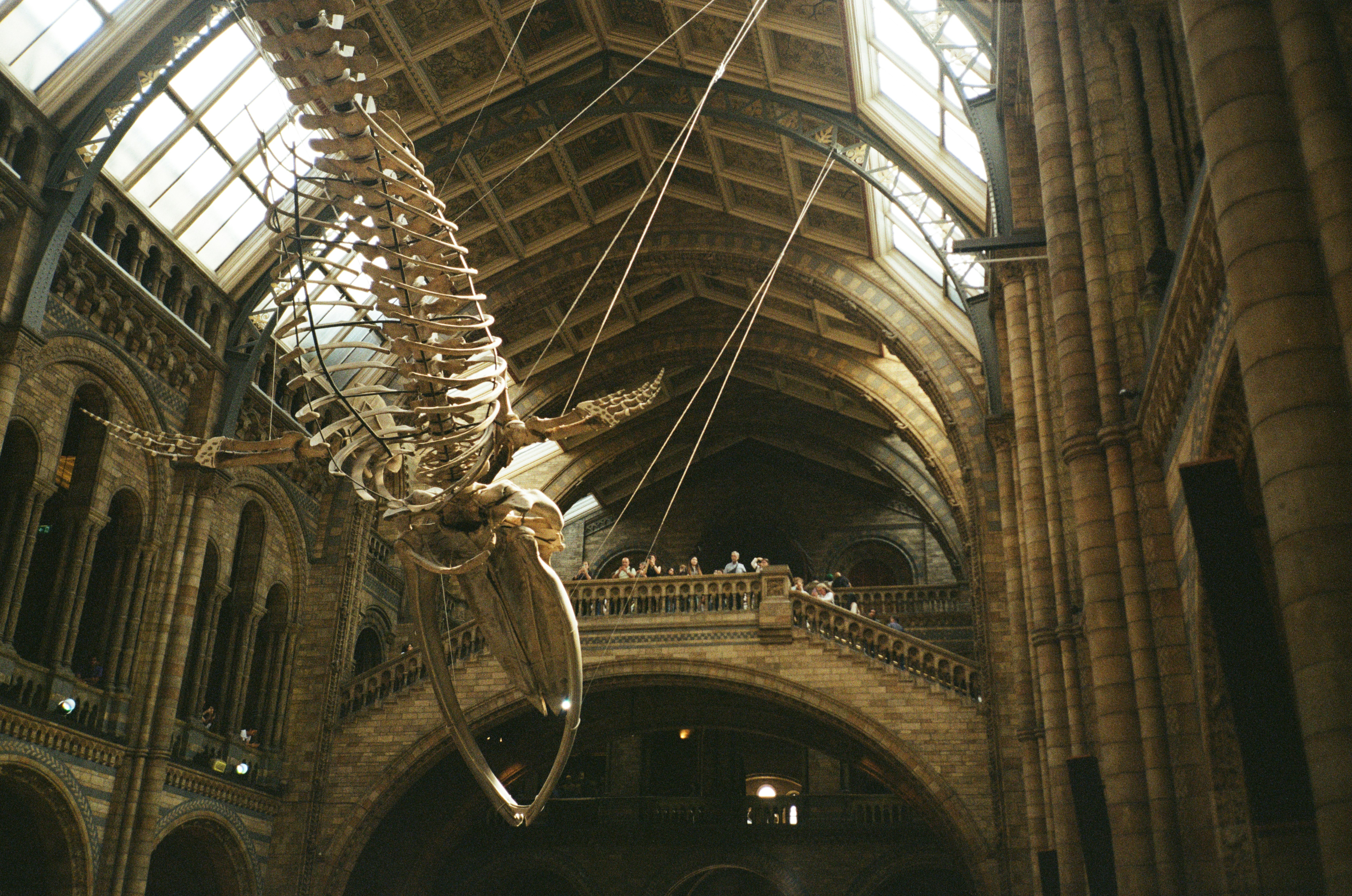 A large skeleton hanging from the ceiling of a building photo – Free ...