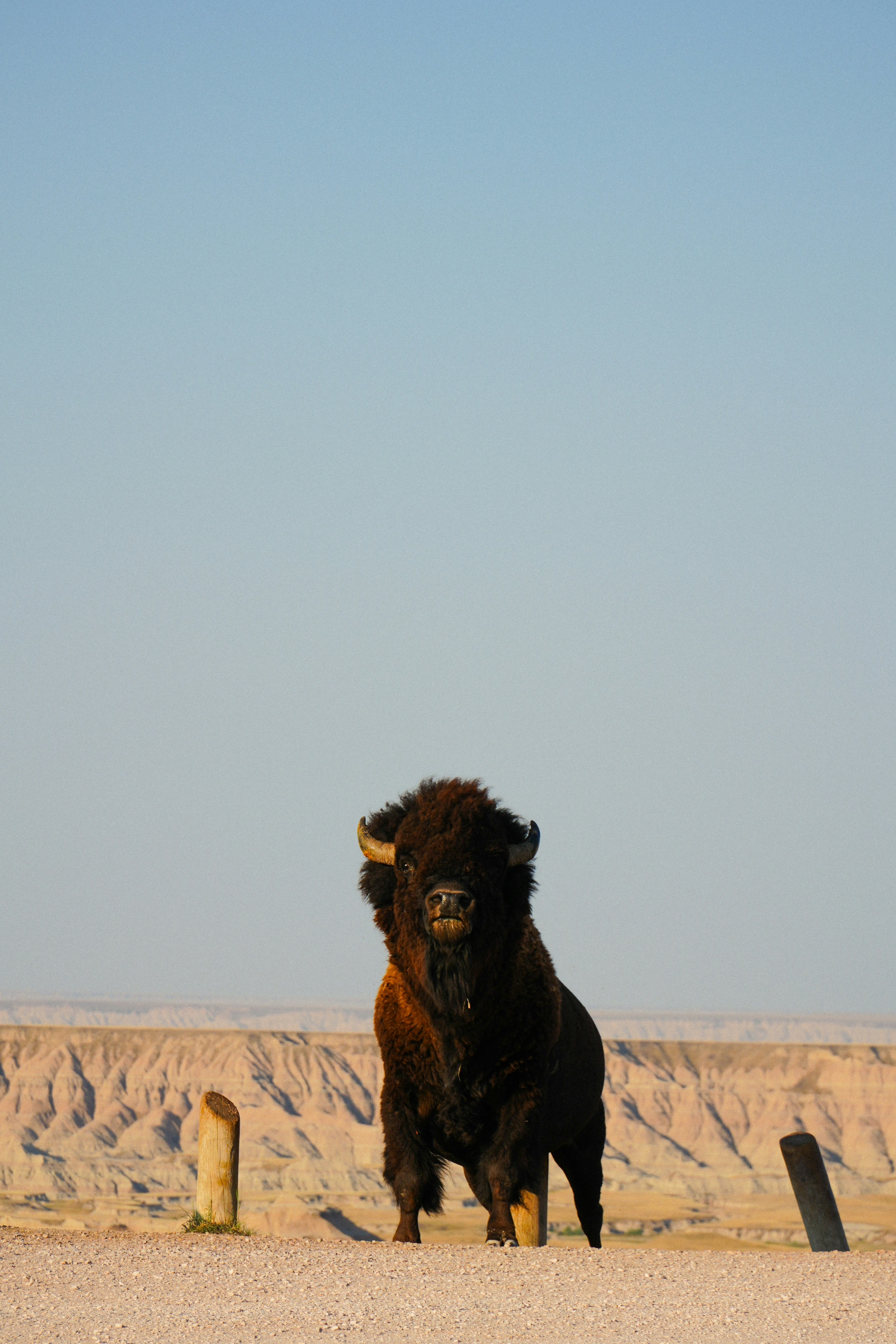 A bison standing in the middle of a desert photo – Free Animal Image on ...