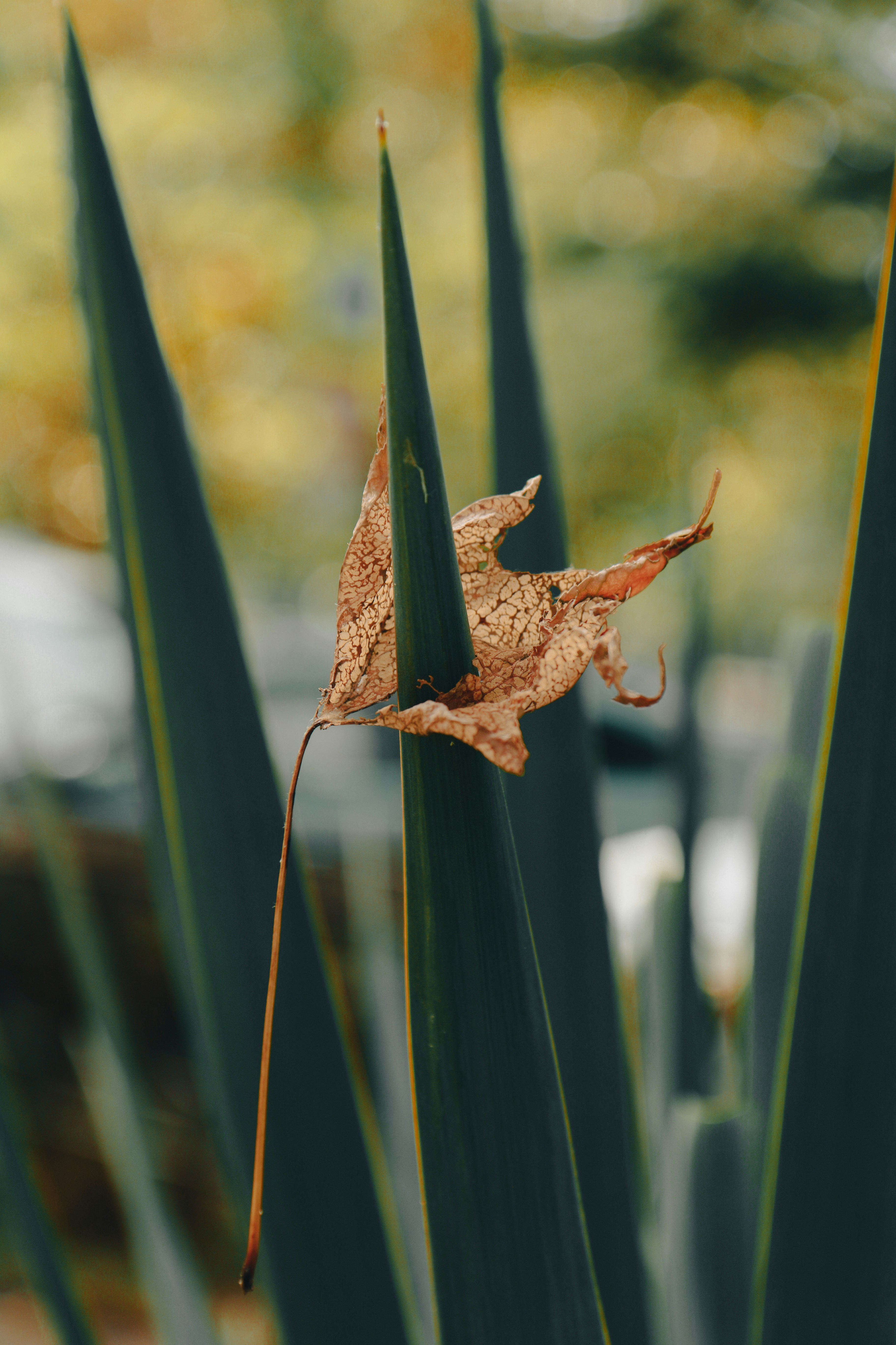 Wilted leaf perches on a blade of green in soft garden light