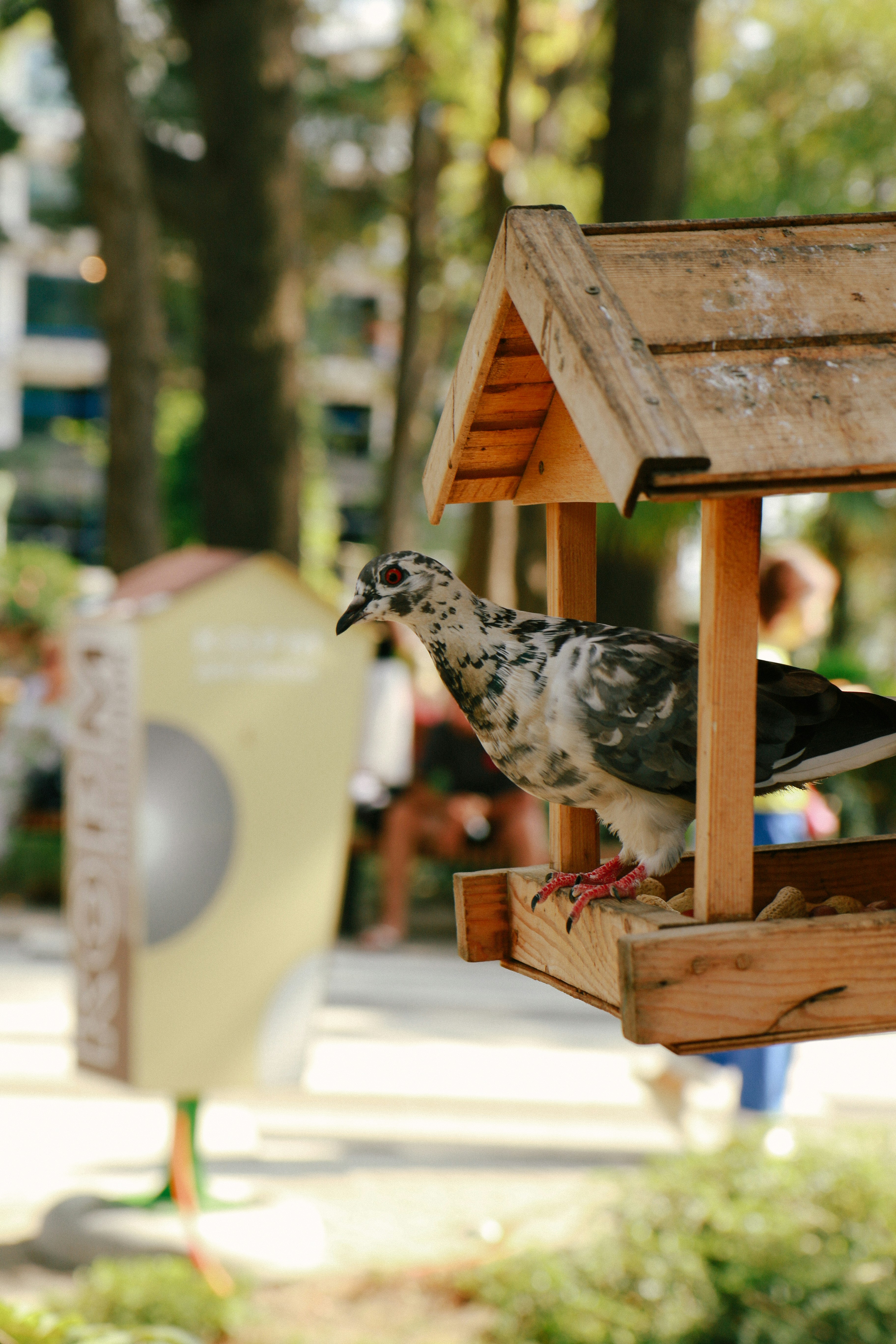 A bird perched on a bird feeder in a park