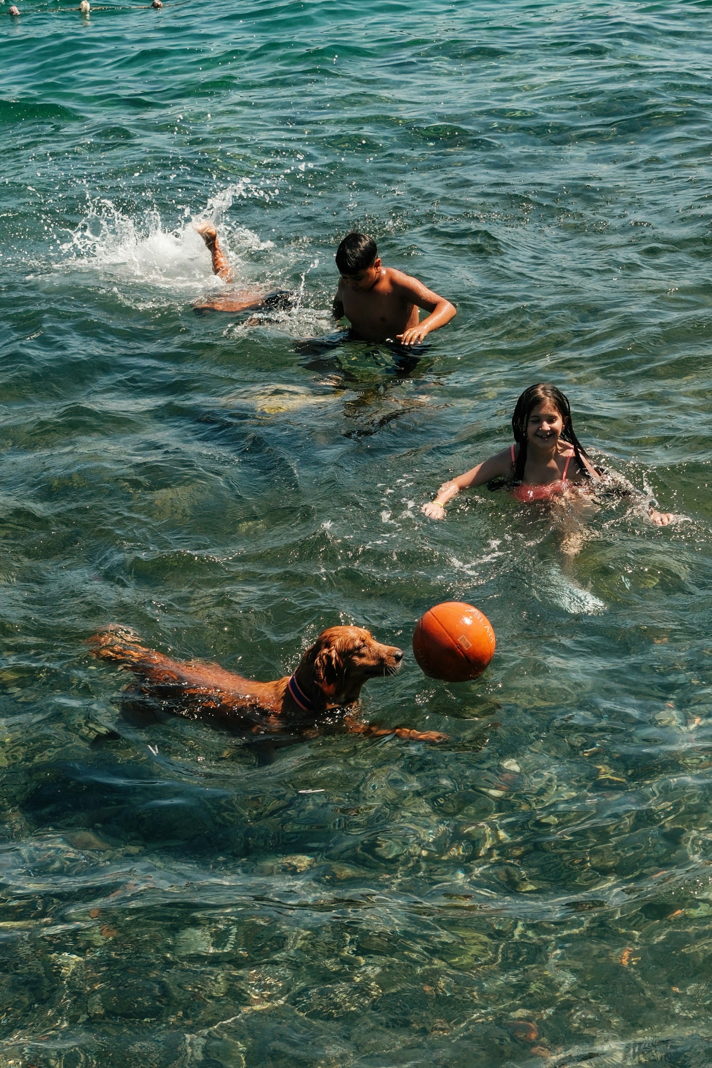 Turquoise Chase: Retriever and Kids in Clear Shorelines with an Orange Ball