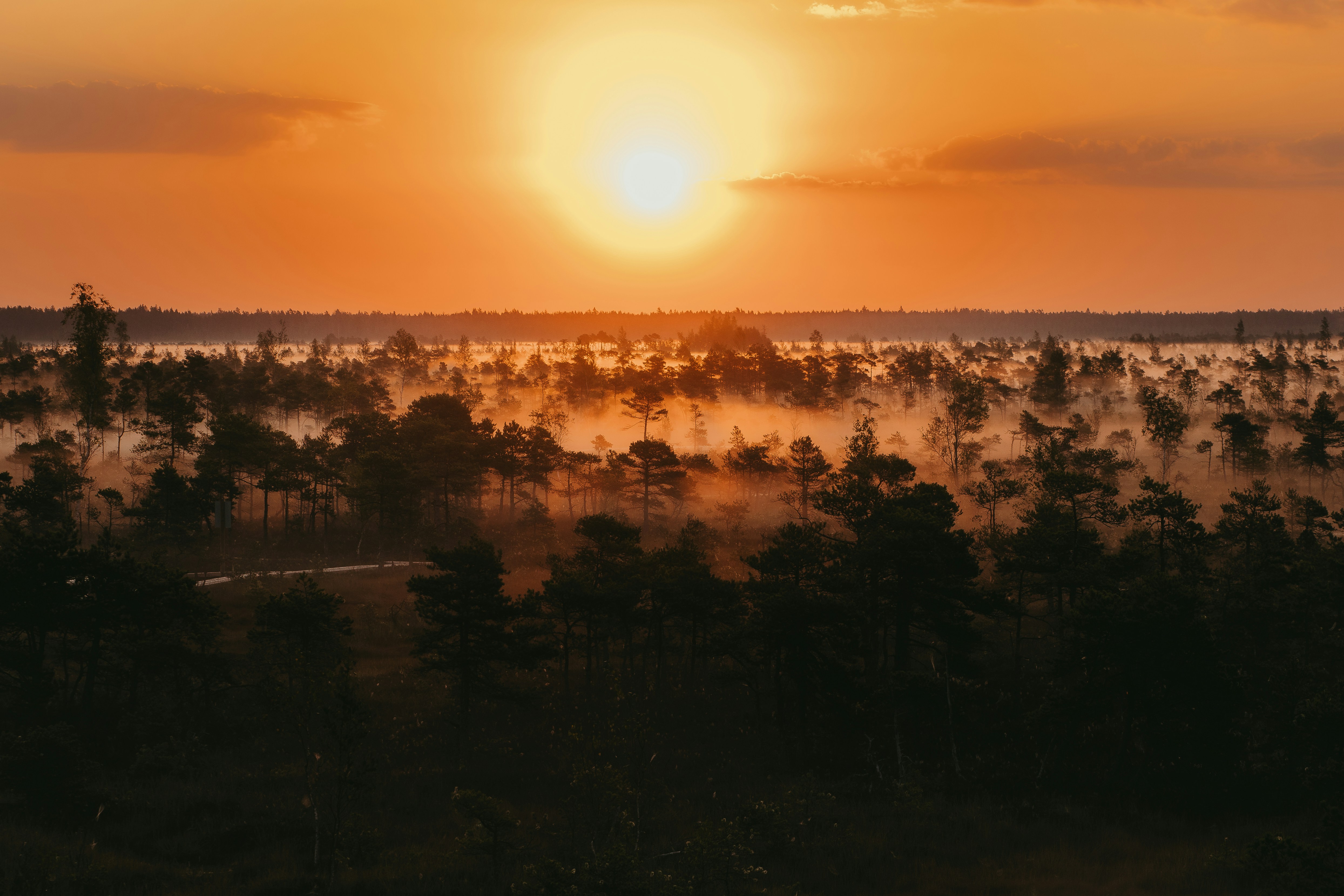 The sun is setting over a forest of trees photo – Free Forest Image on ...