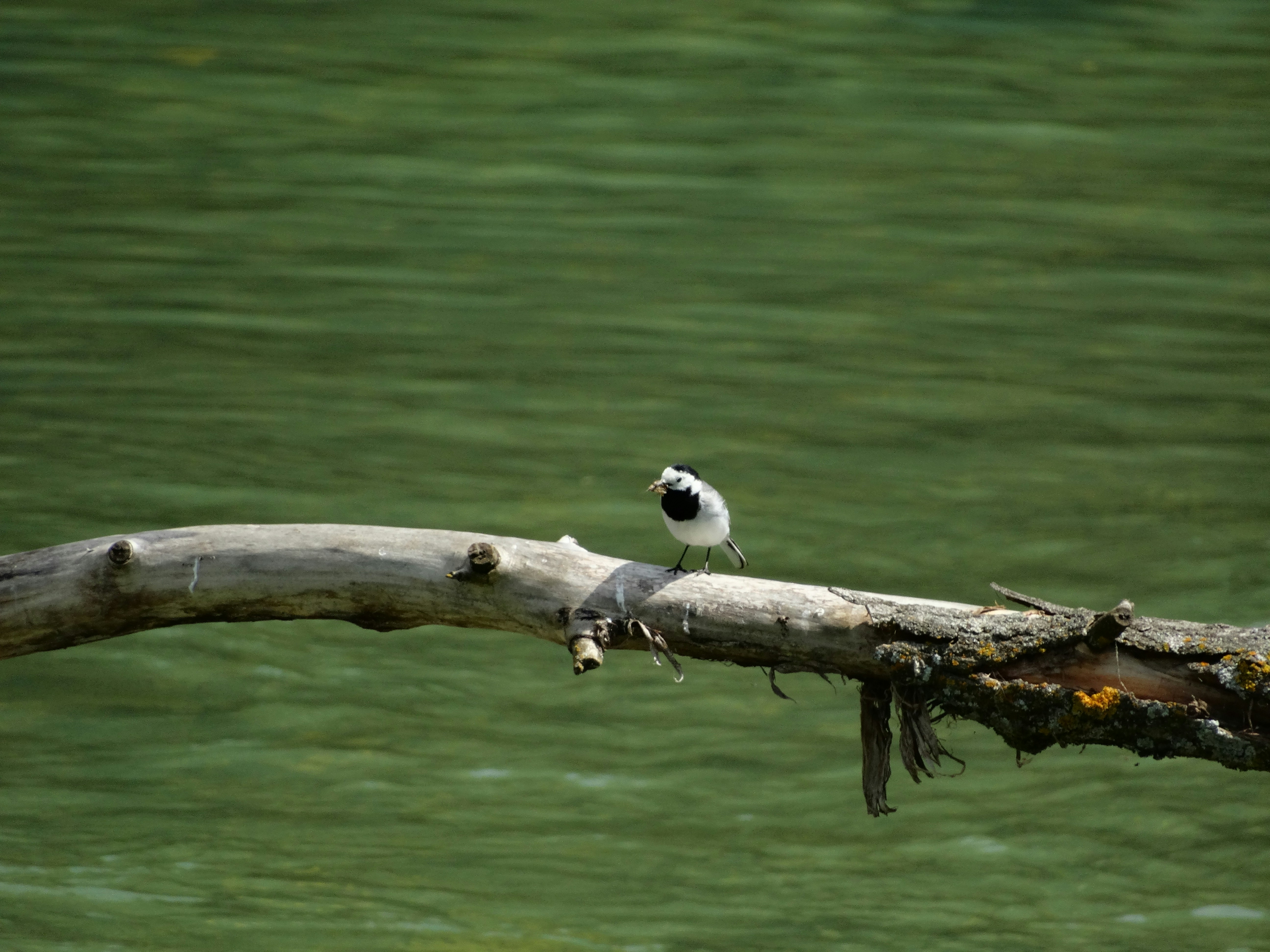 Driftwood Sentinel: A White Wagtail Perched Over Emerald Water