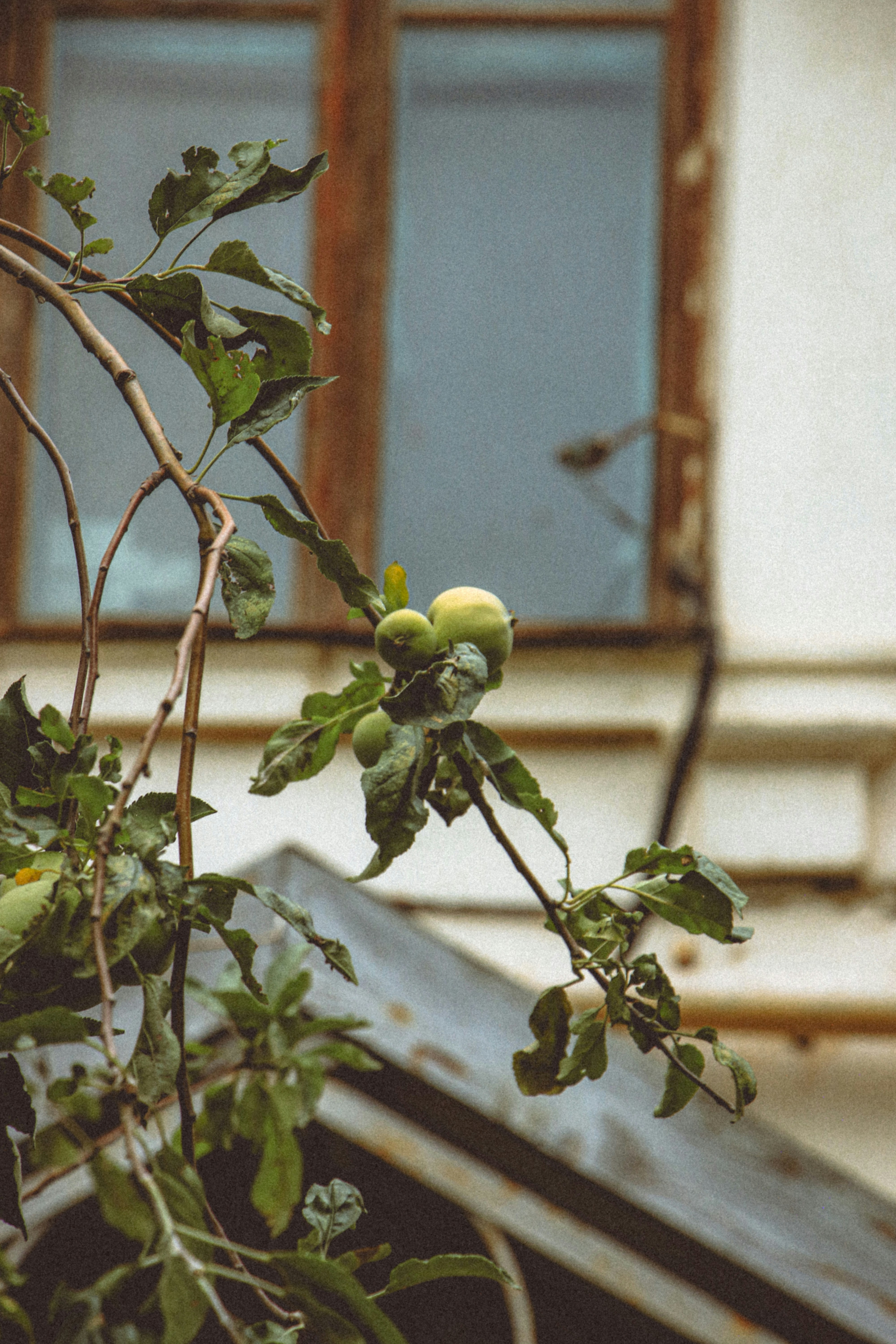Urban Orchard: Apple Clusters Framing a Weathered Window