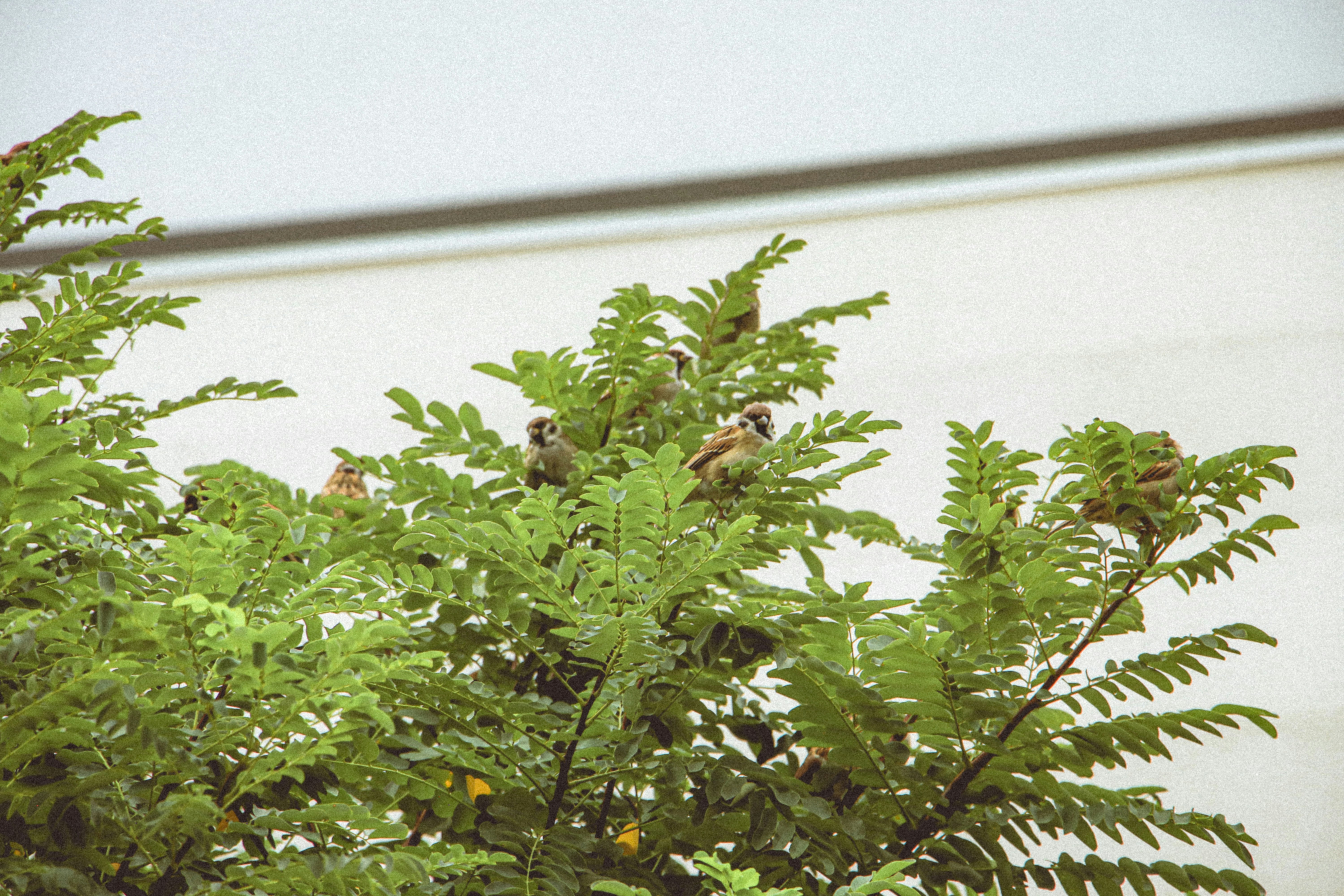 Two Sparrows Rest Among Verdant Fronds Against a Pale Wall