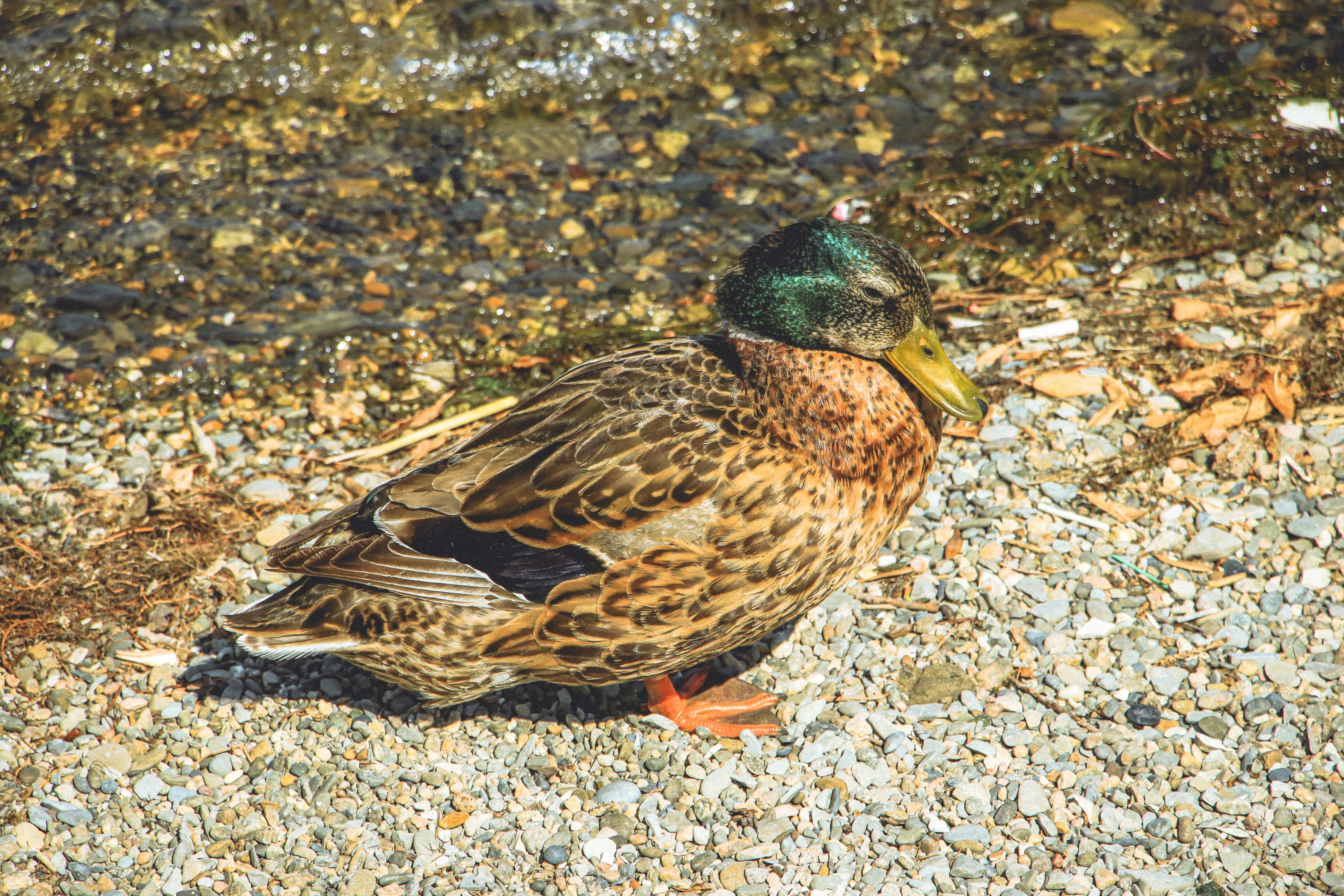 Sunlit Mallard on Pebble Bank