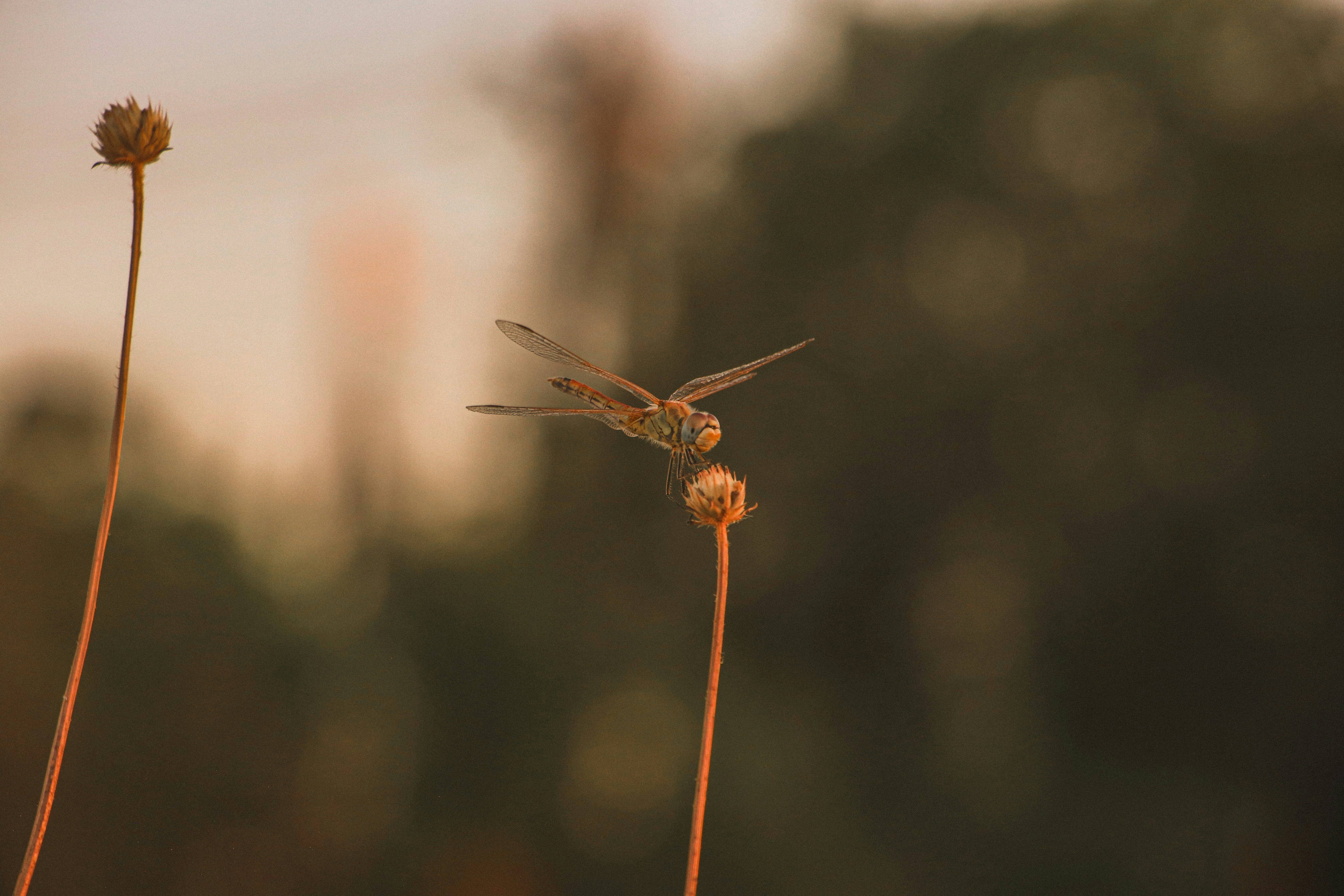 Amber Hour Dragonfly: Delicate Watcher on a Dried Bloom