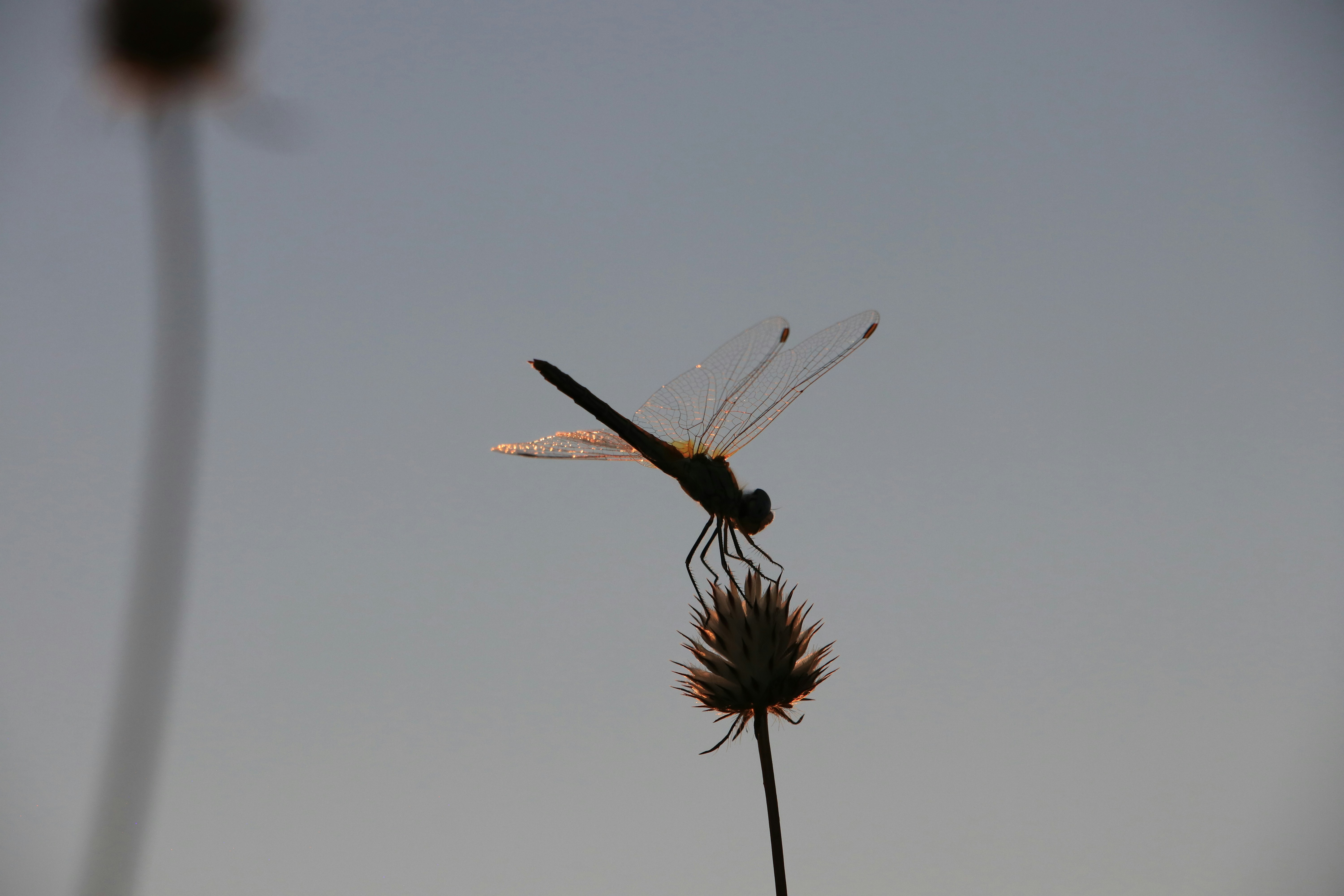 Evening Silhouette: dragonfly perched on a lone seedhead beneath a quiet sky