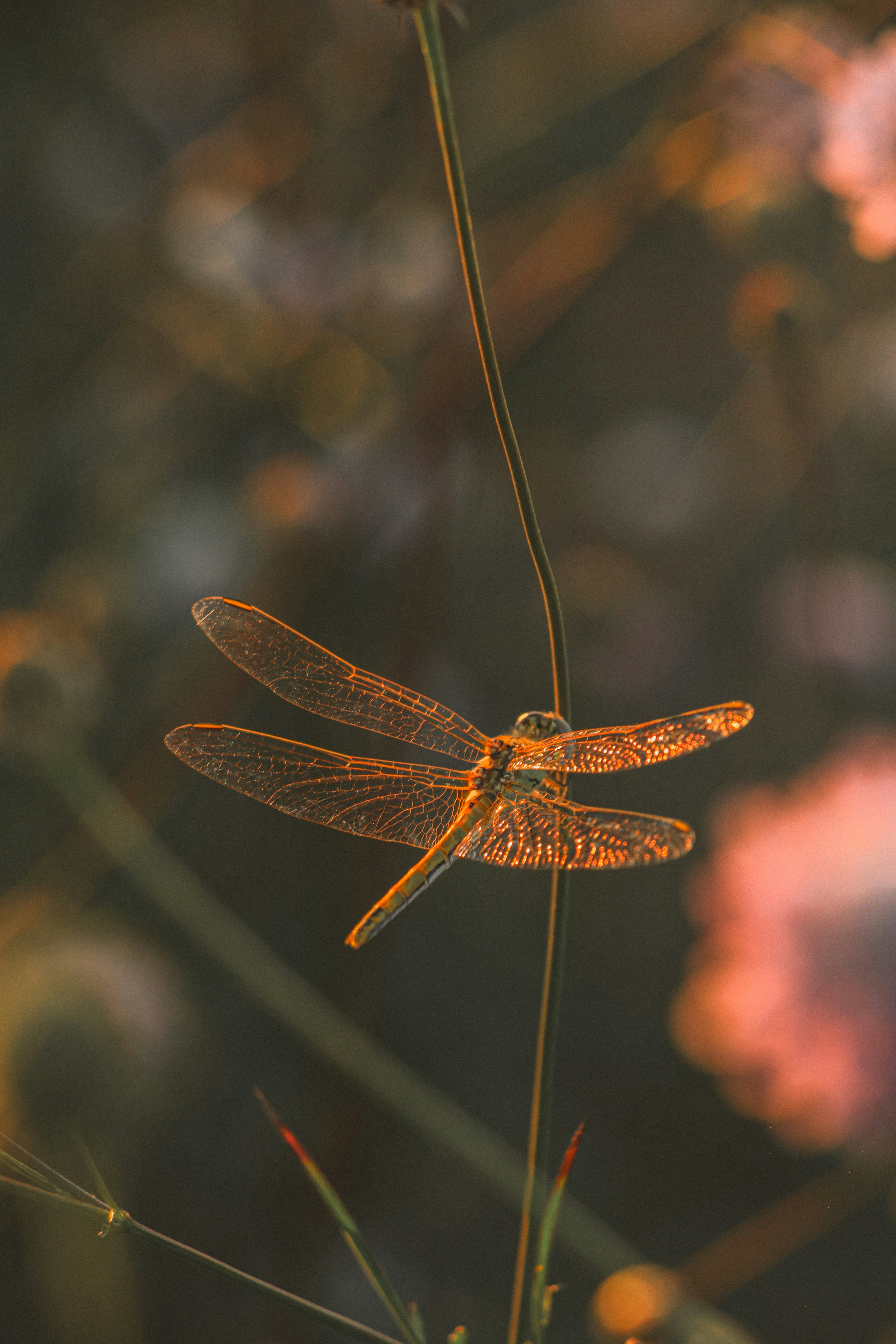 Glowing Dragonfly on a Golden Stem
