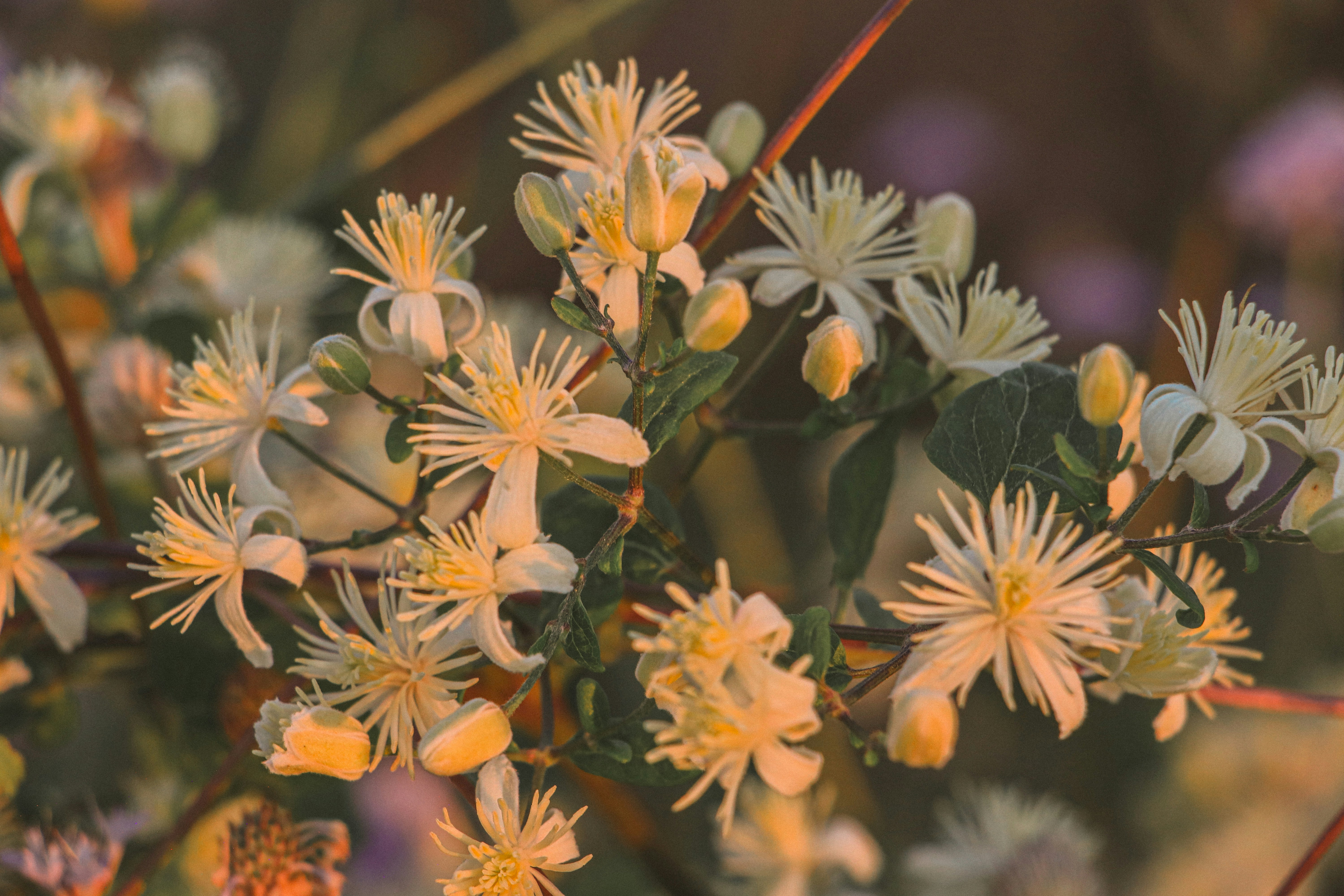 A close up of a bunch of flowers