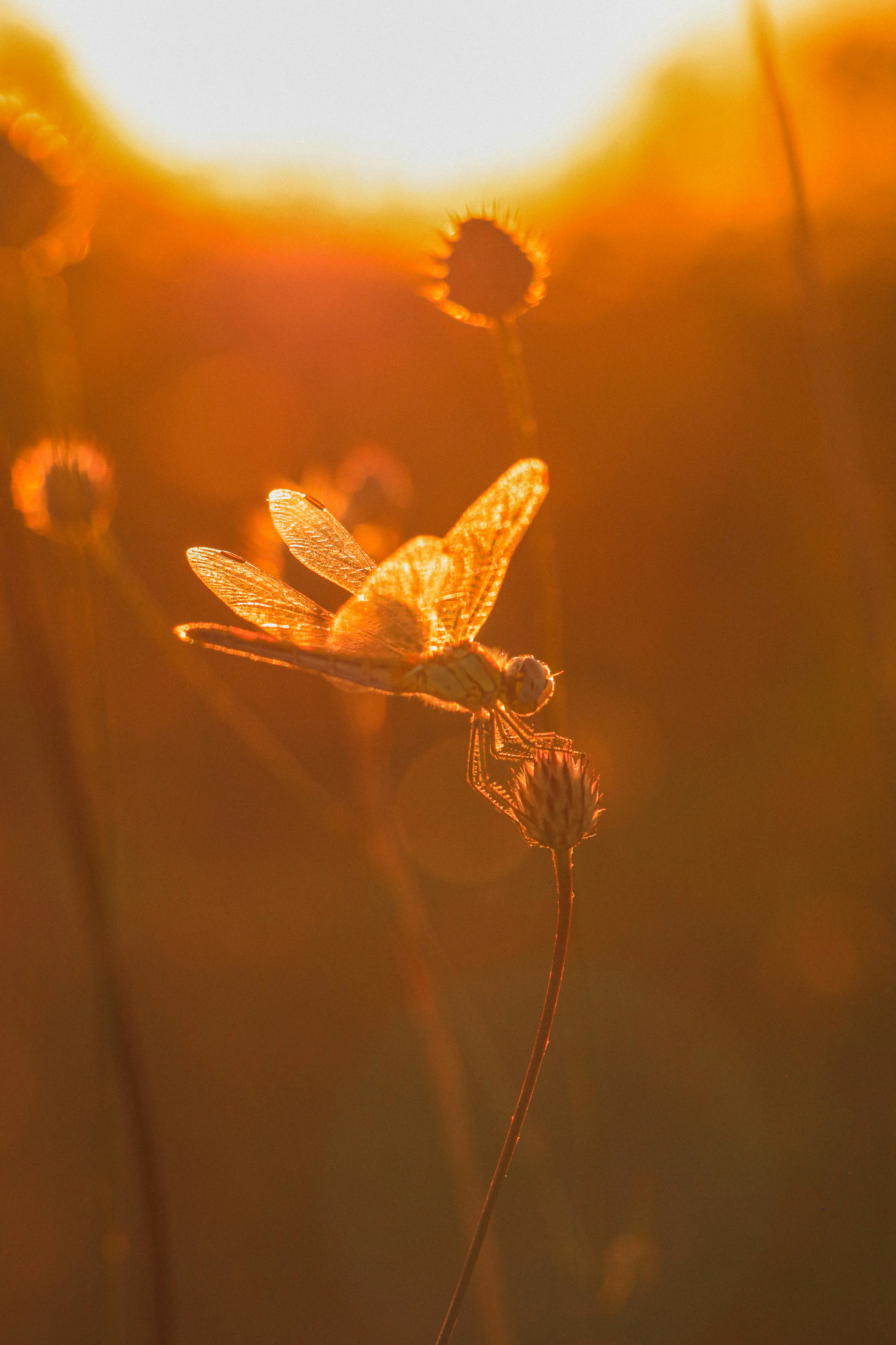 Golden Hour Dragonfly: Amber Wings Rest on a Delicate Field Stem