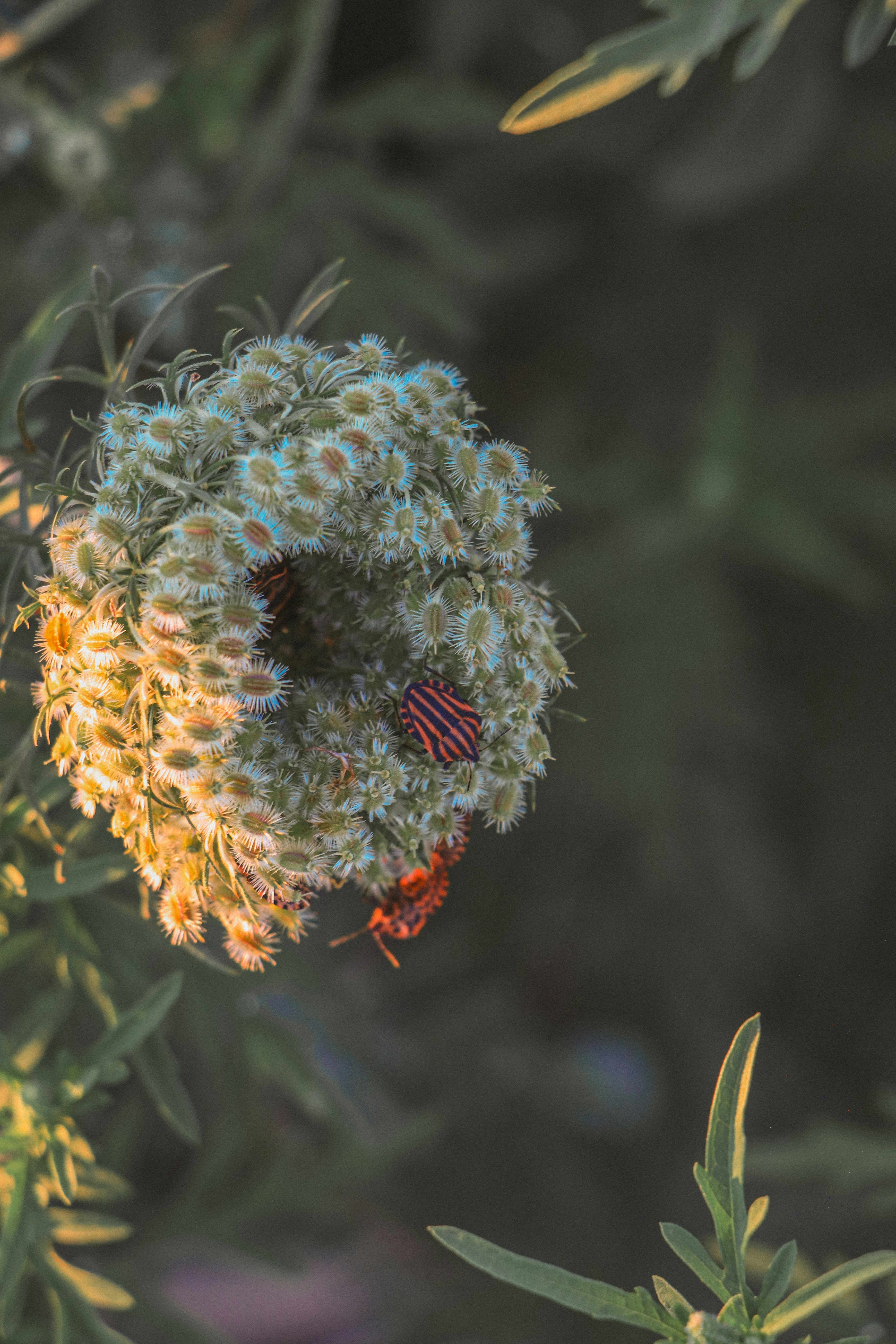 Sunlit Floral Crown: a macro close-up of a daisy-like wreath bathed in golden hour glow