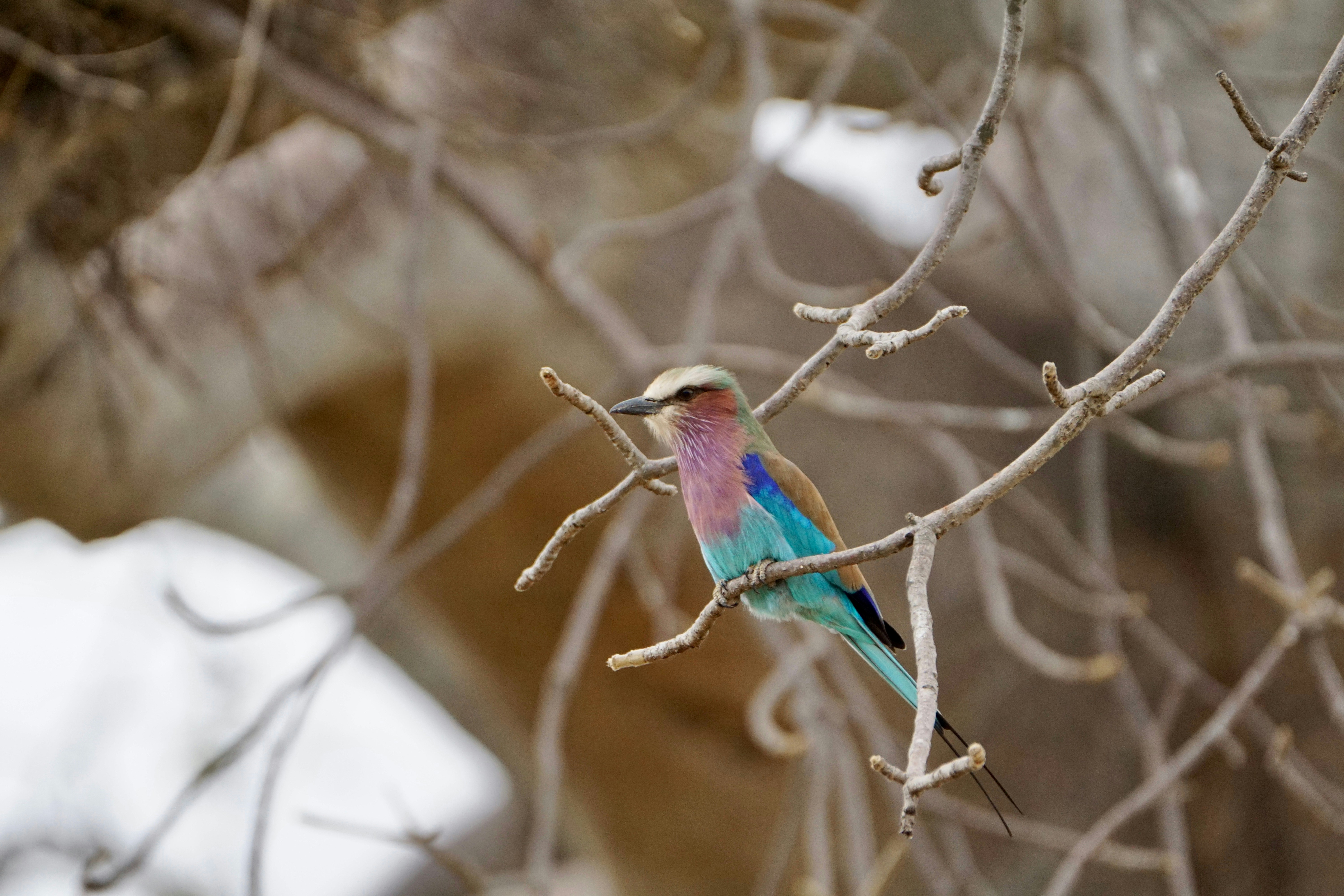 Turquoise-hued Hummingbird on a Stark Winter Perch