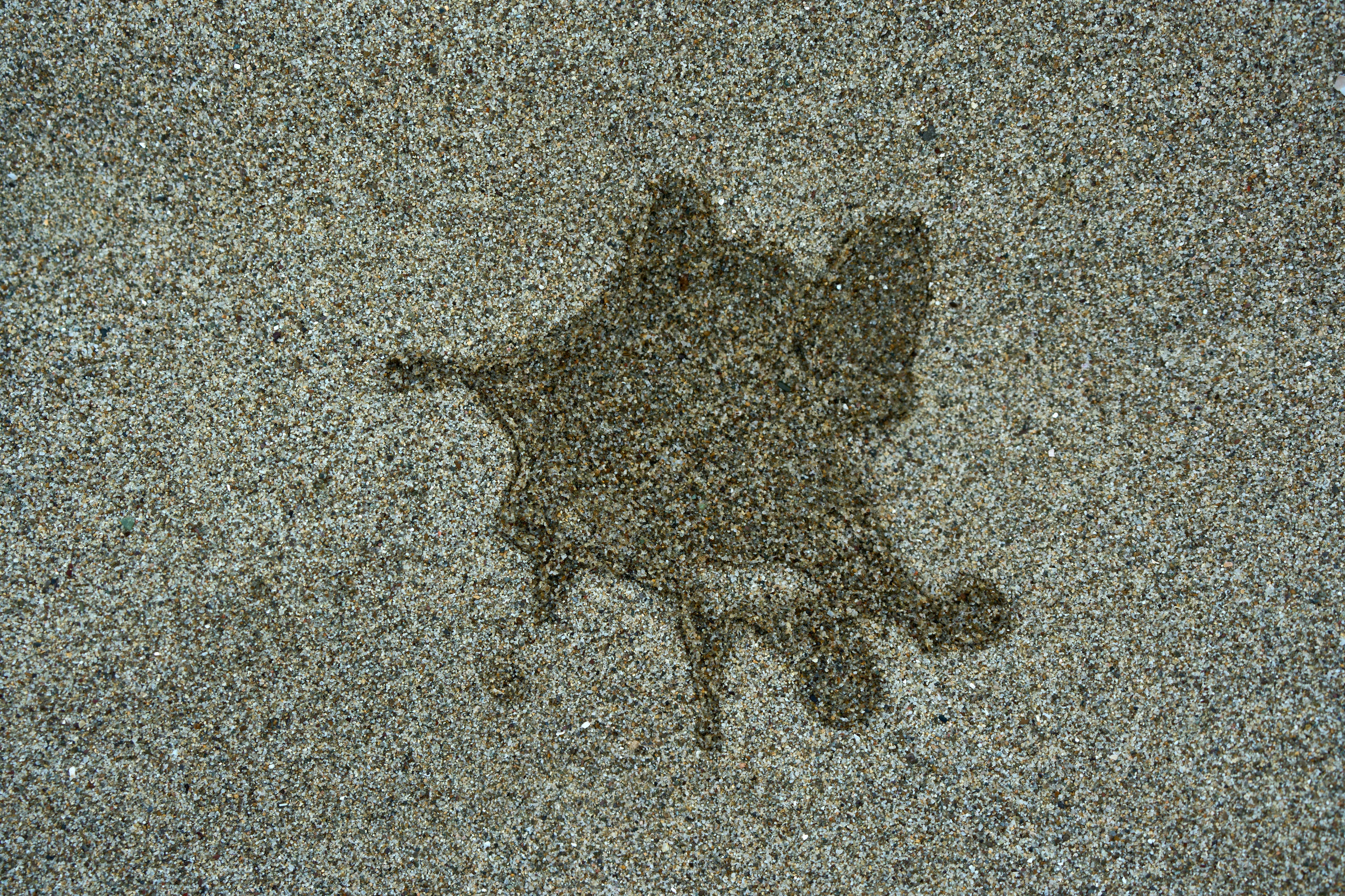 Midday Inkblot on Textured Beach Sand