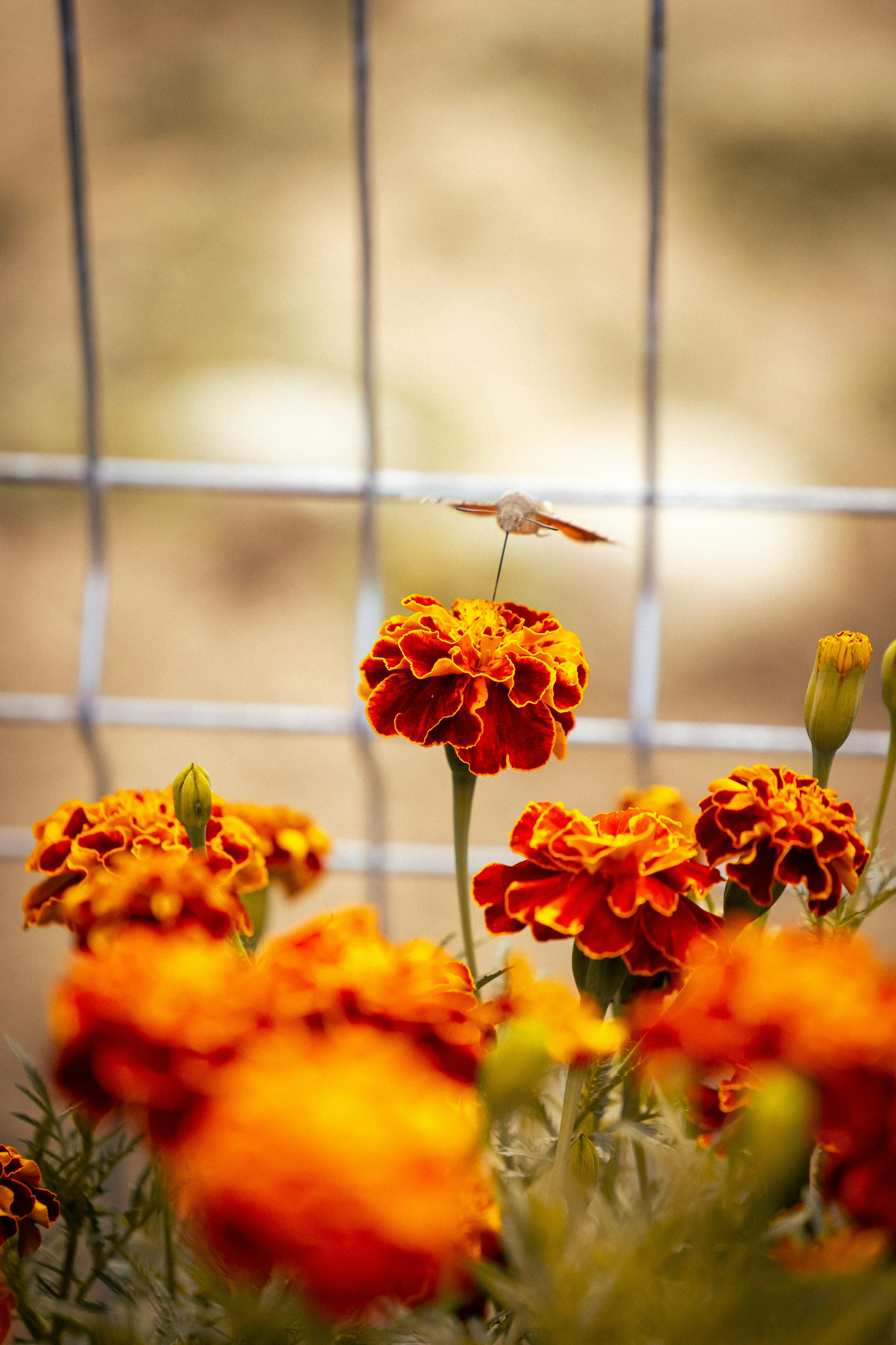 Hovering Ember Over Marigolds: A Hummingbird Hawk-Moth on a Central Bloom