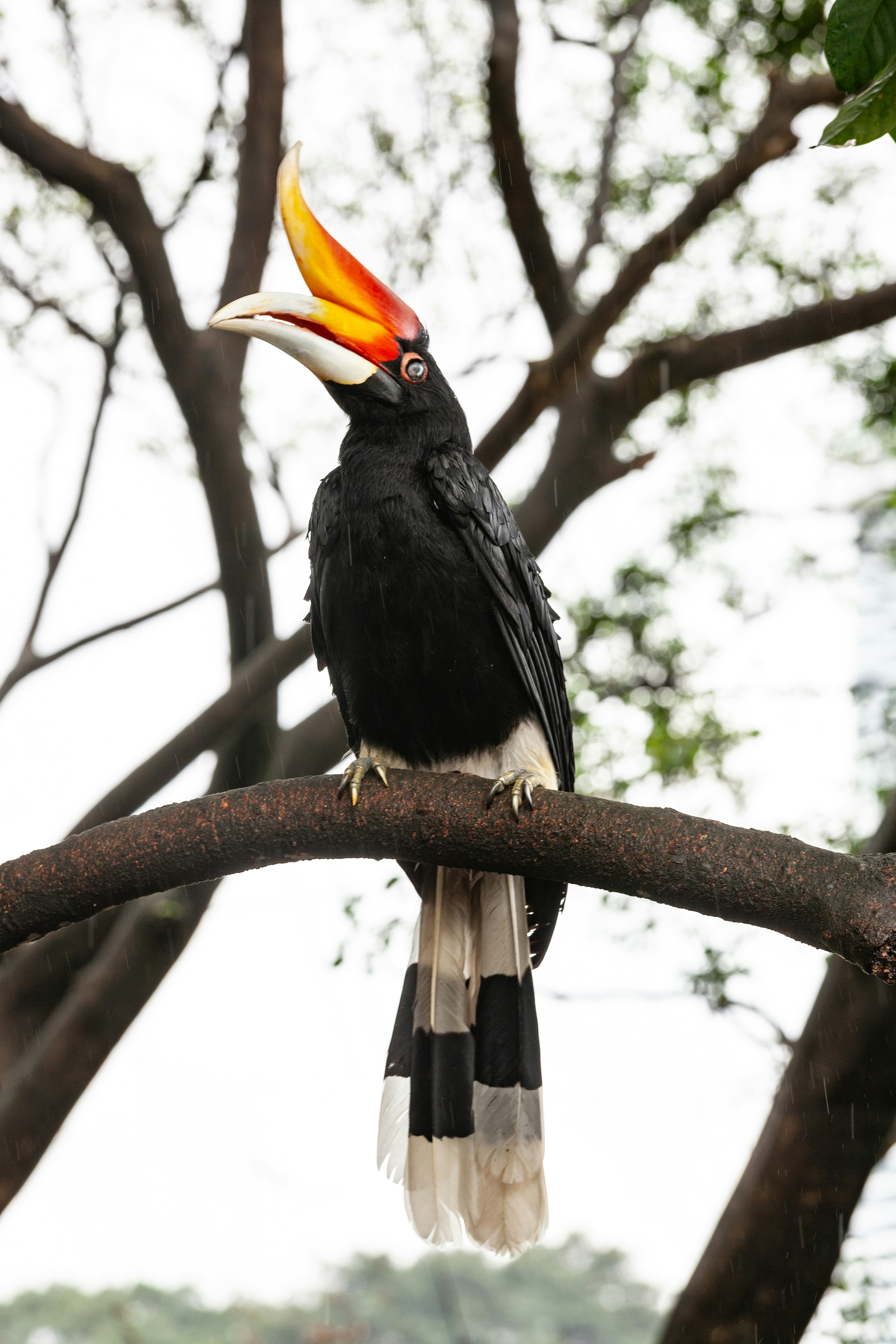 Amber-beaked Hornbill perched on a weathered branch amid a tangle of limbs
