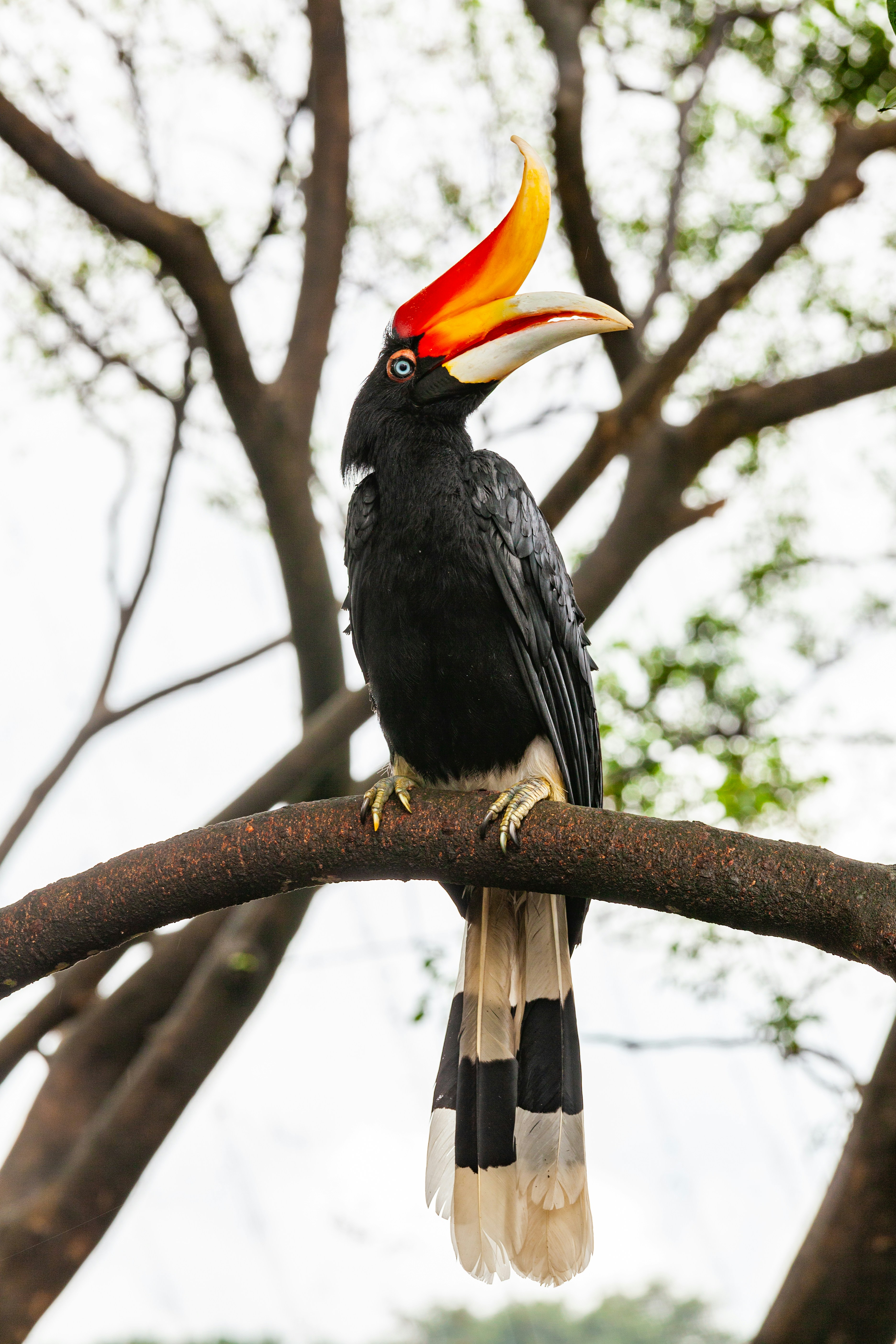 A bird with a colorful beak sitting on a tree branch photo – Free ...