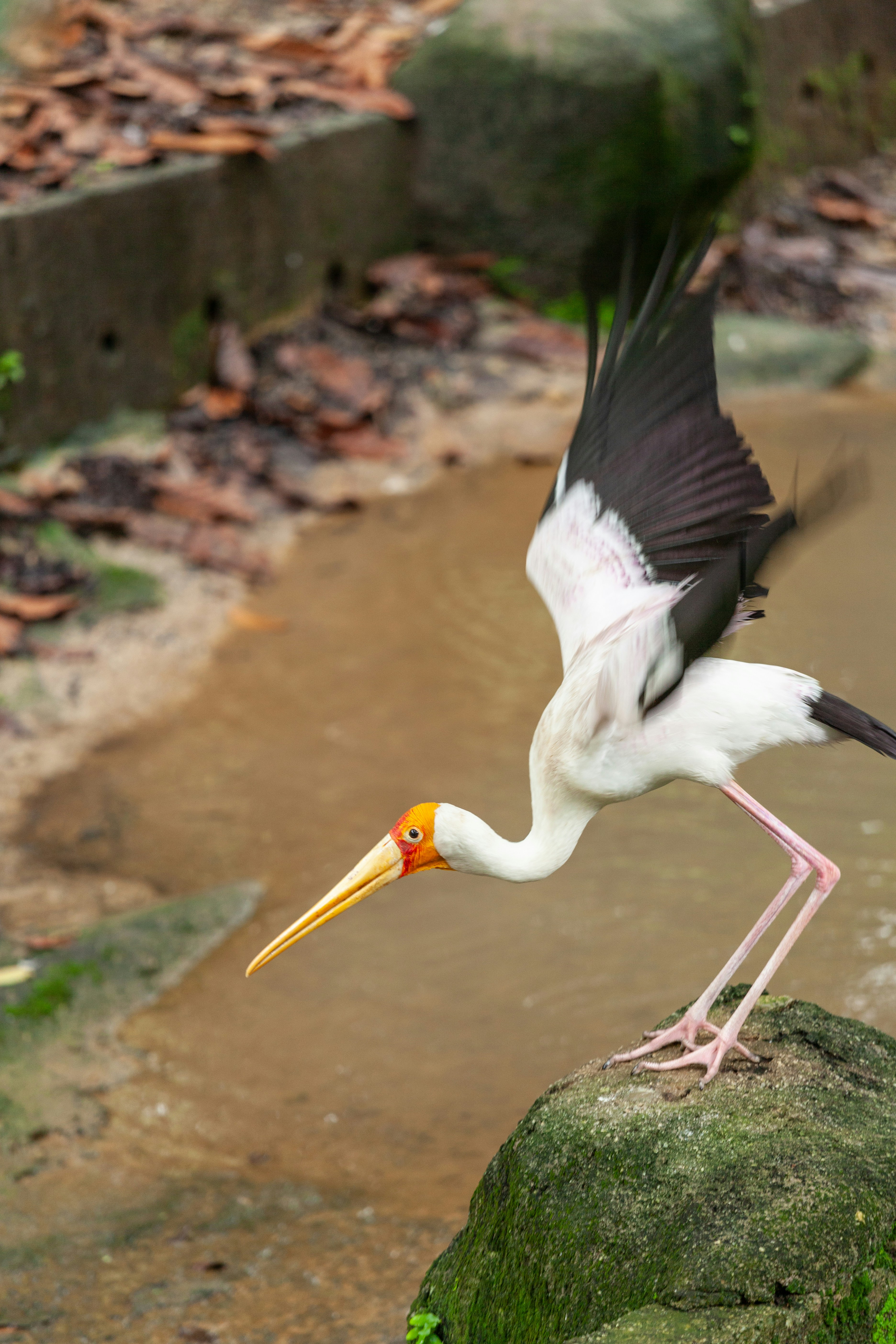 A white and black bird with a long beak standing on a rock photo – Free ...