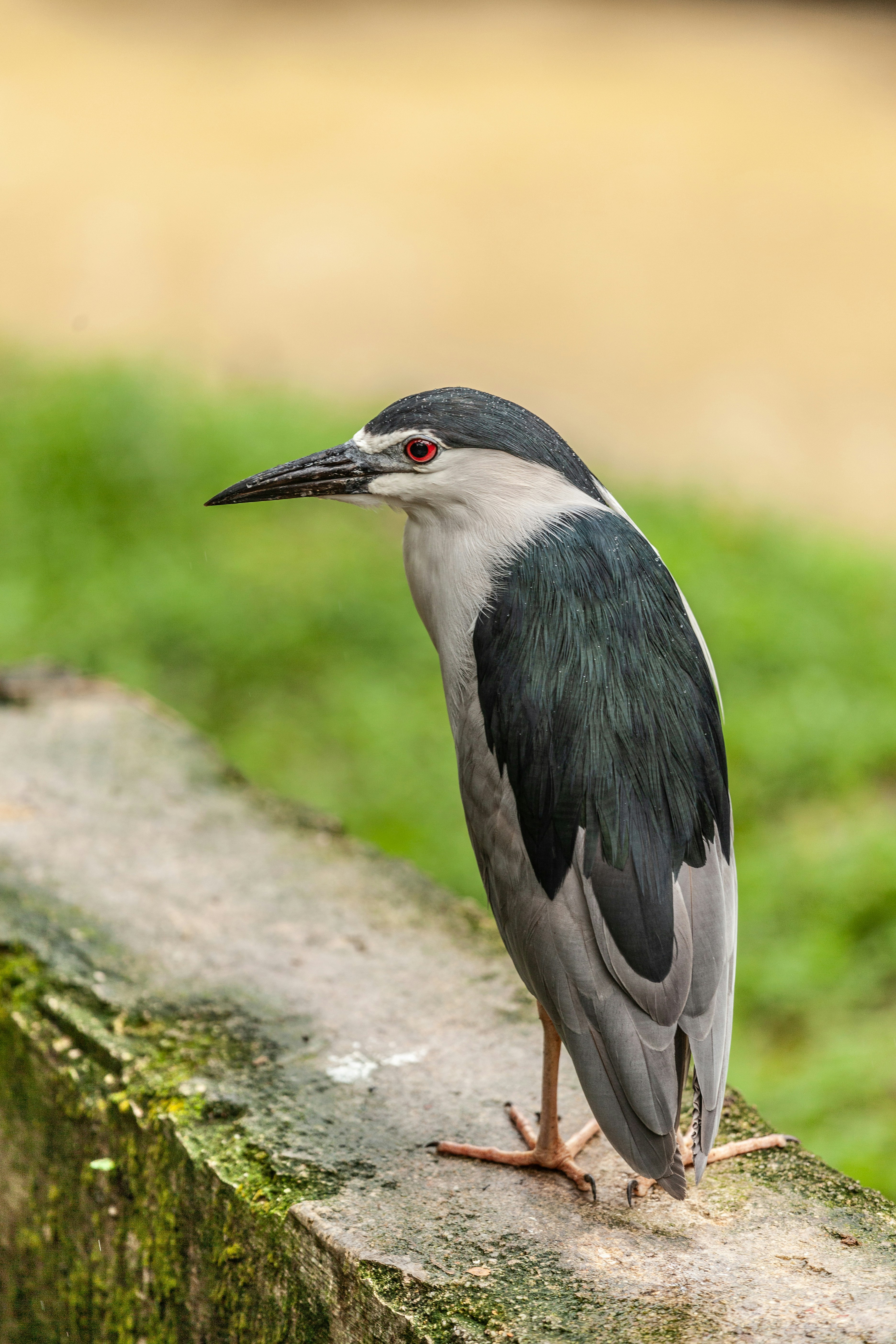 A bird is standing on a ledge outside photo – Free Bird Image on Unsplash