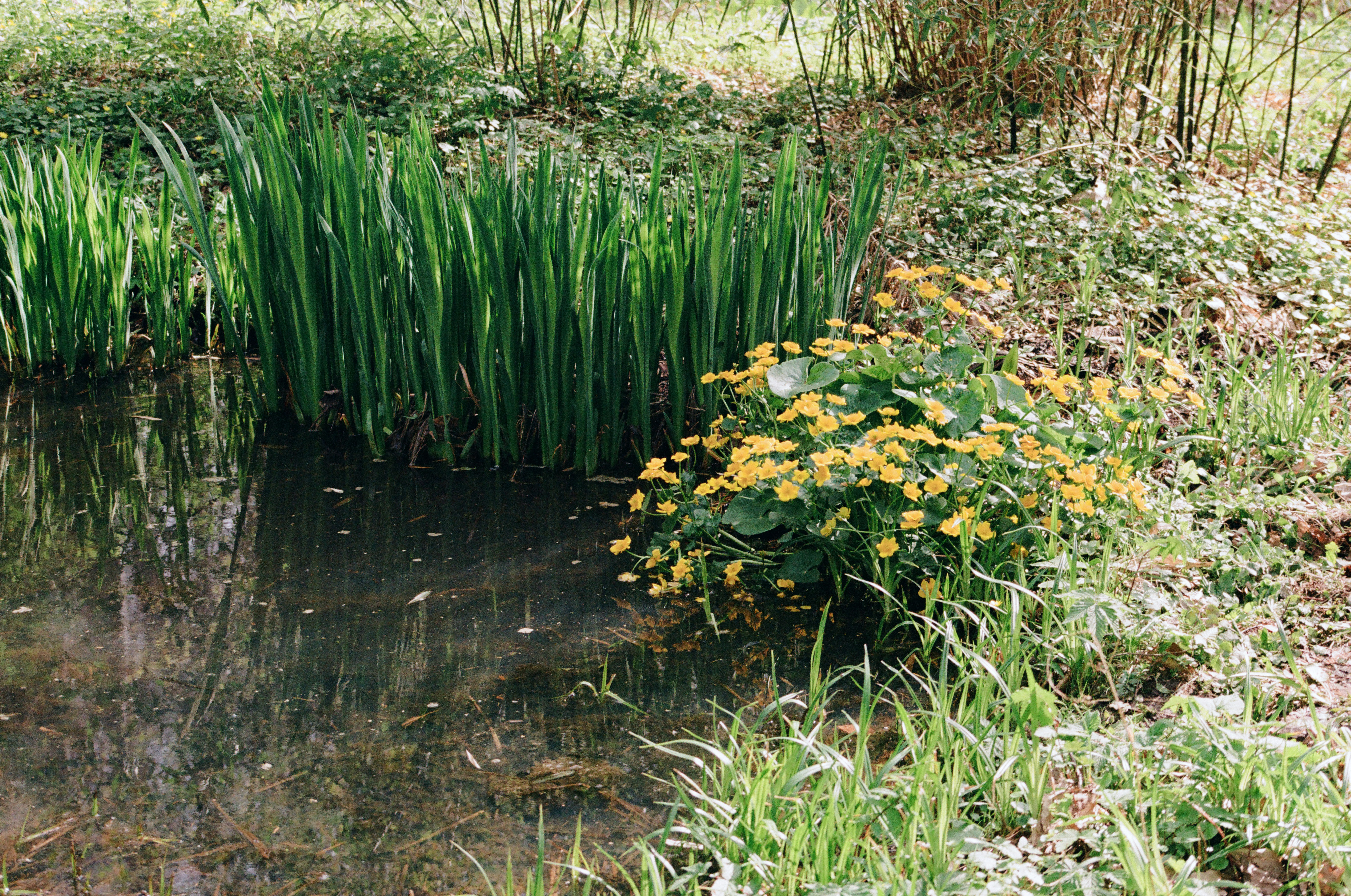A small pond surrounded by grass and flowers photo – Free Lviv Image on ...
