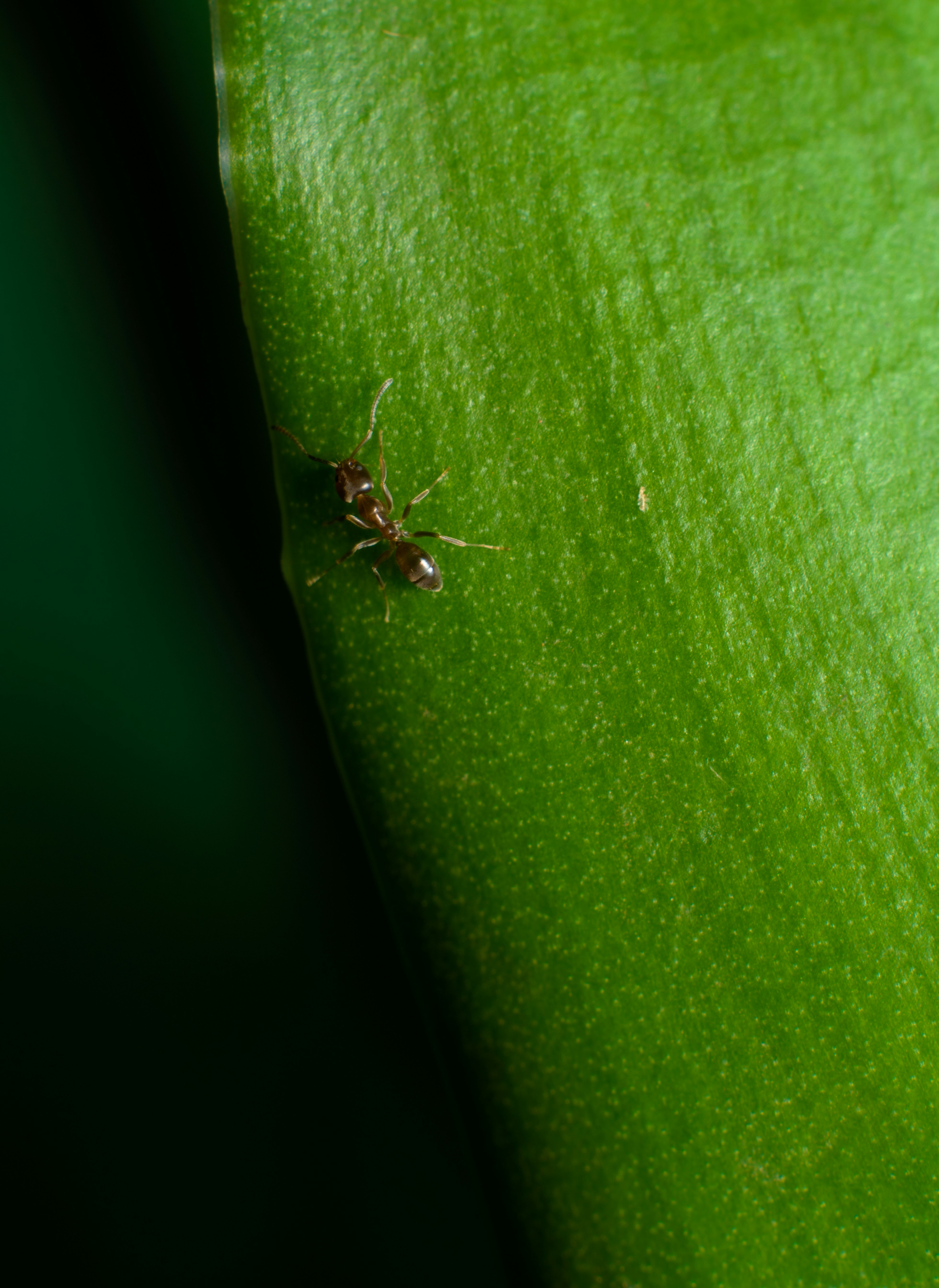 Formiga minúscula na folha da piteira, macro fotografia.