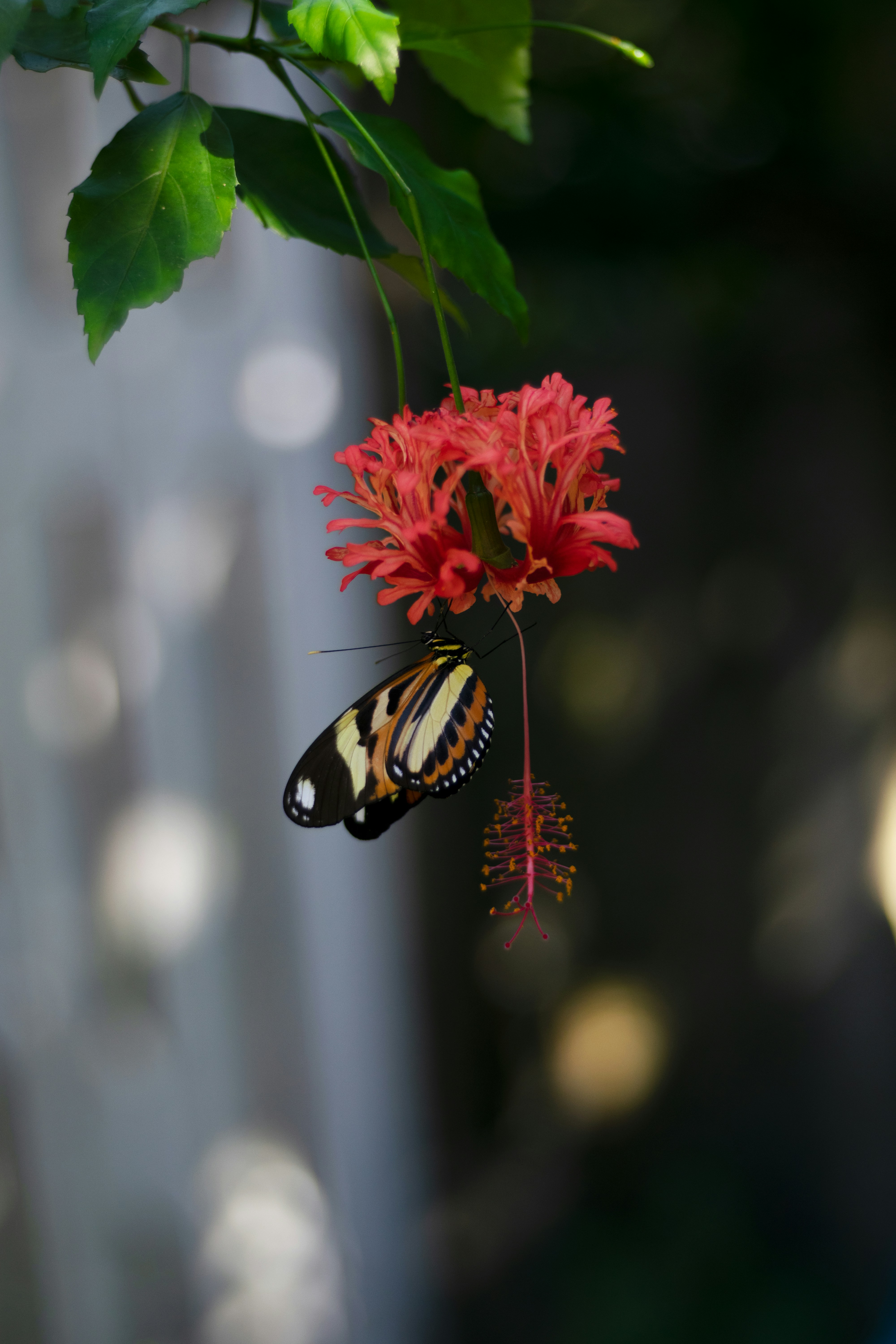 Crimson Bloom and a Swallowtail: A Quiet Moment of Color