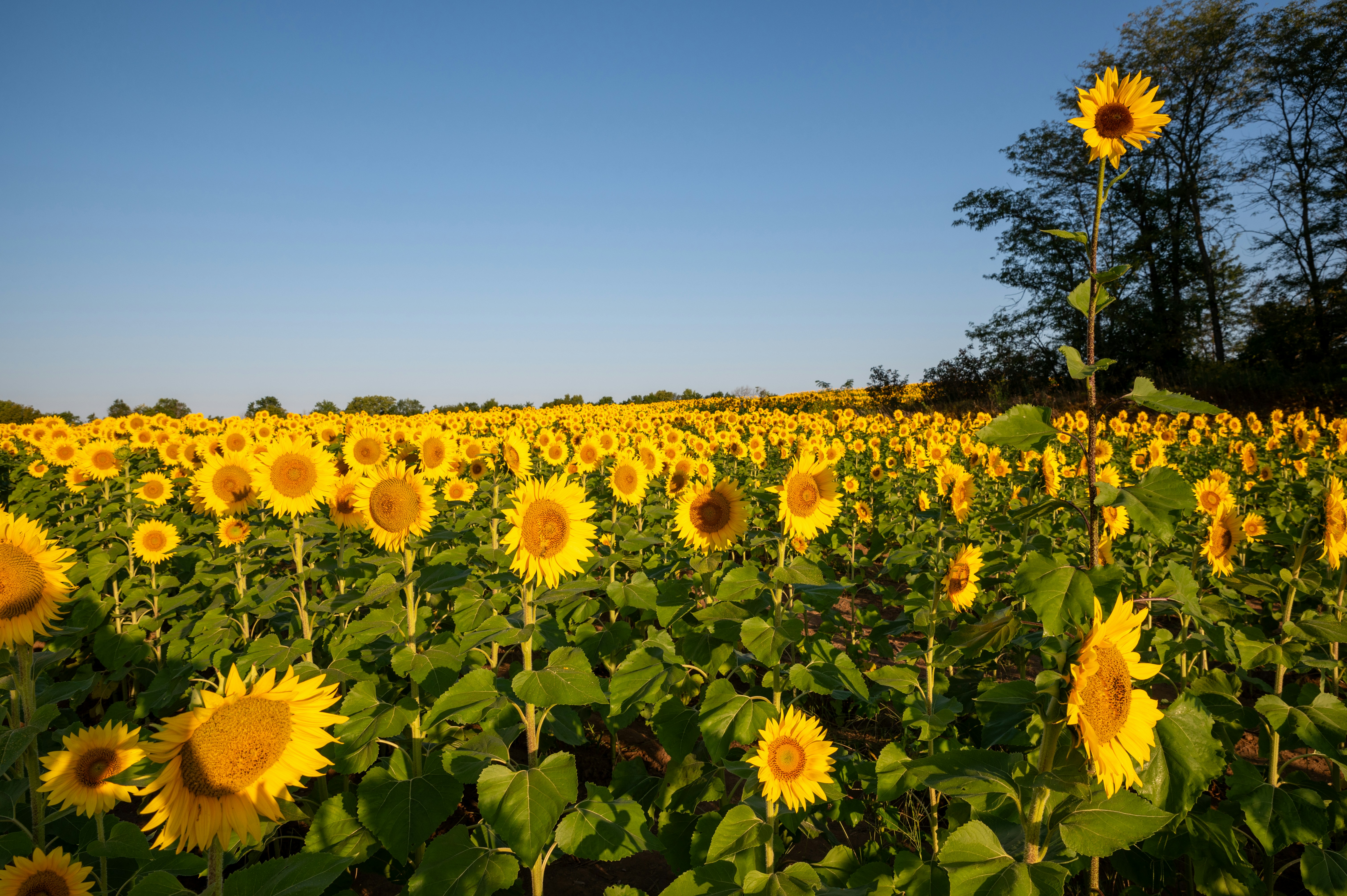 A large field of sunflowers with a blue sky in the background photo ...