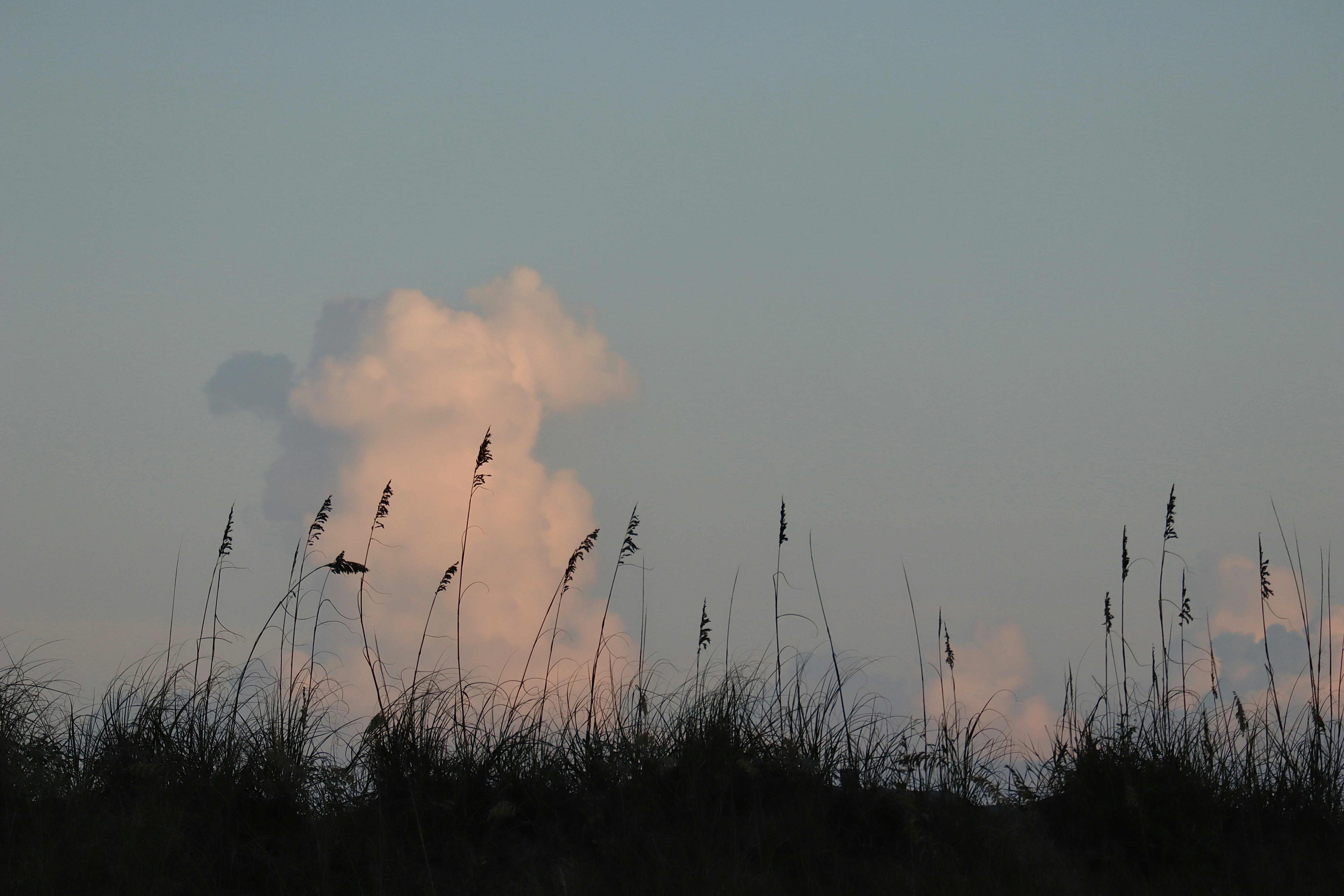 Cloud-Edge Silhouette: Dune Grasses Against a Quiet Sky