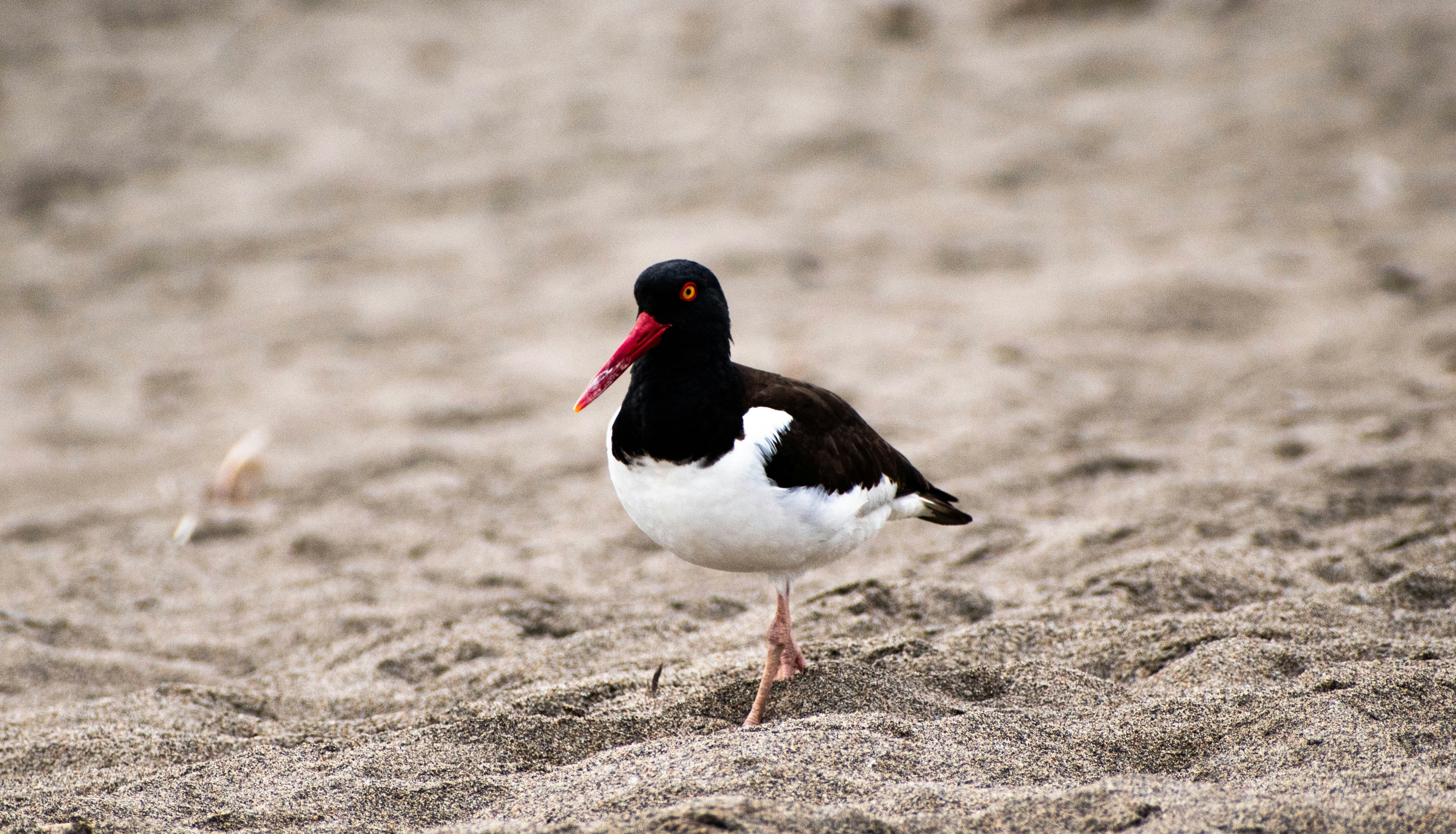 Red-beaked oystercatcher patrolling wind-swept sands