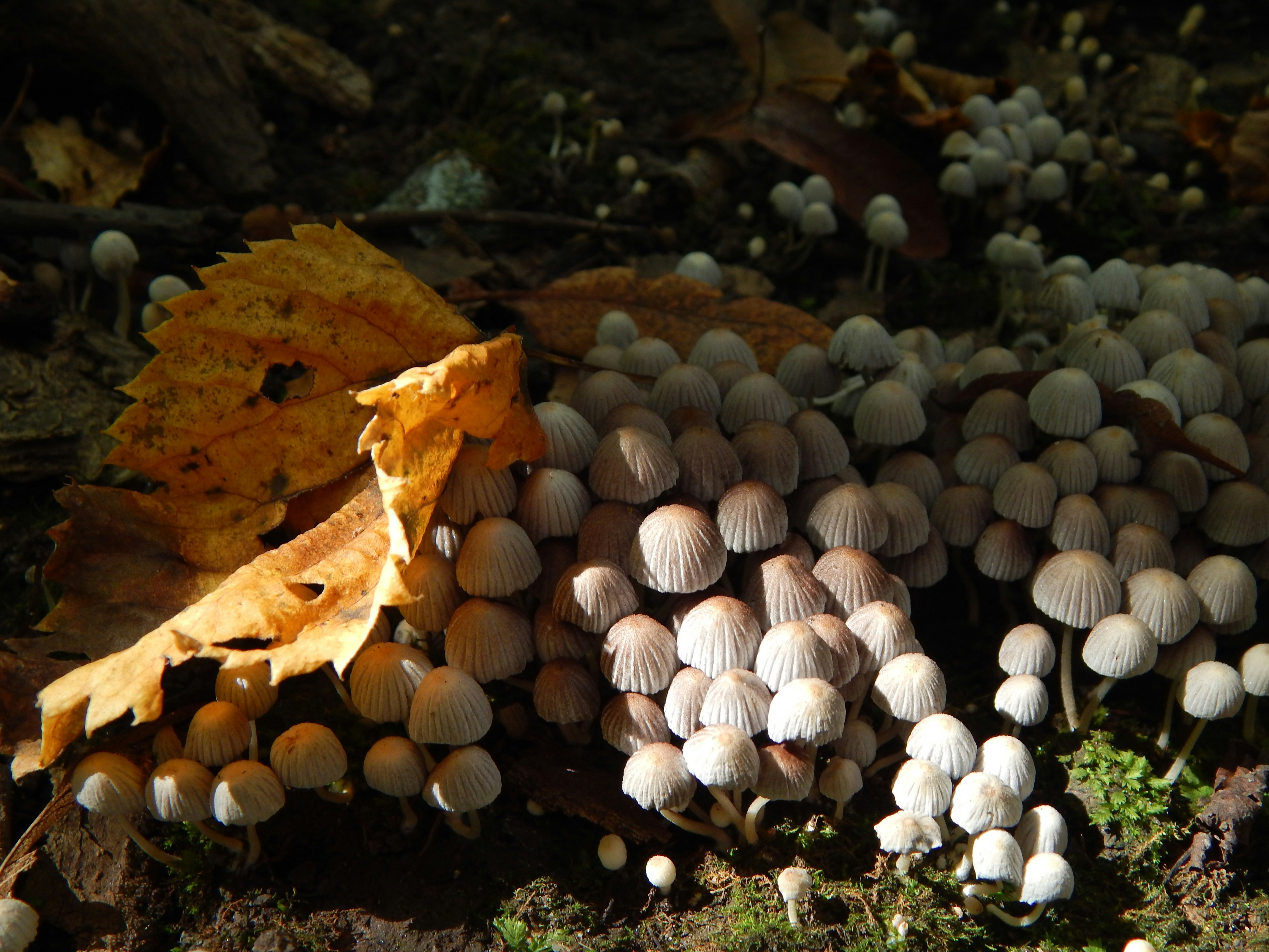 Mushroom Choir on a Mossy Log Under Autumn Light