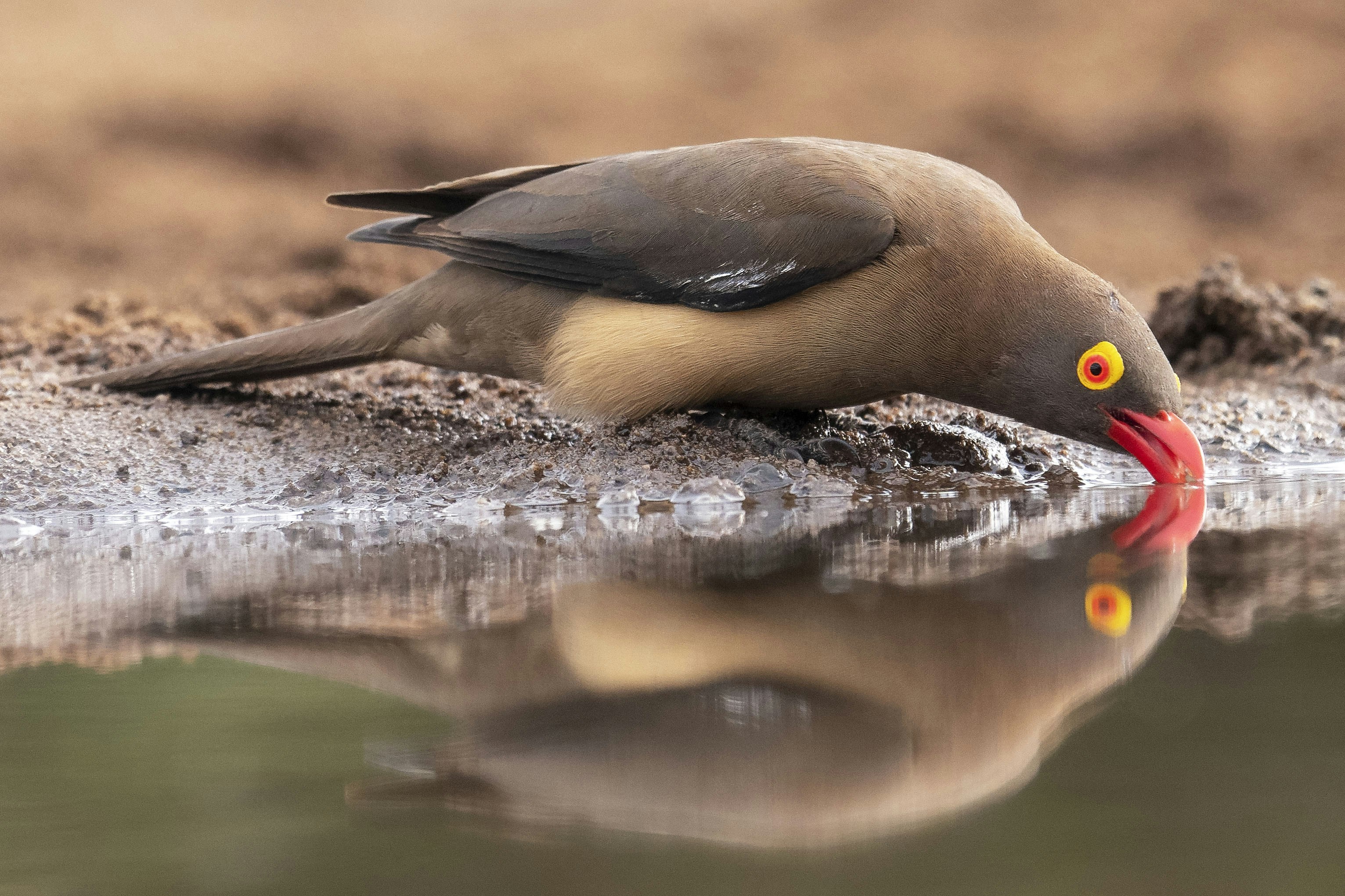 Red-eyed Dipper at Water’s Edge: A Moment of Reflective Feeding