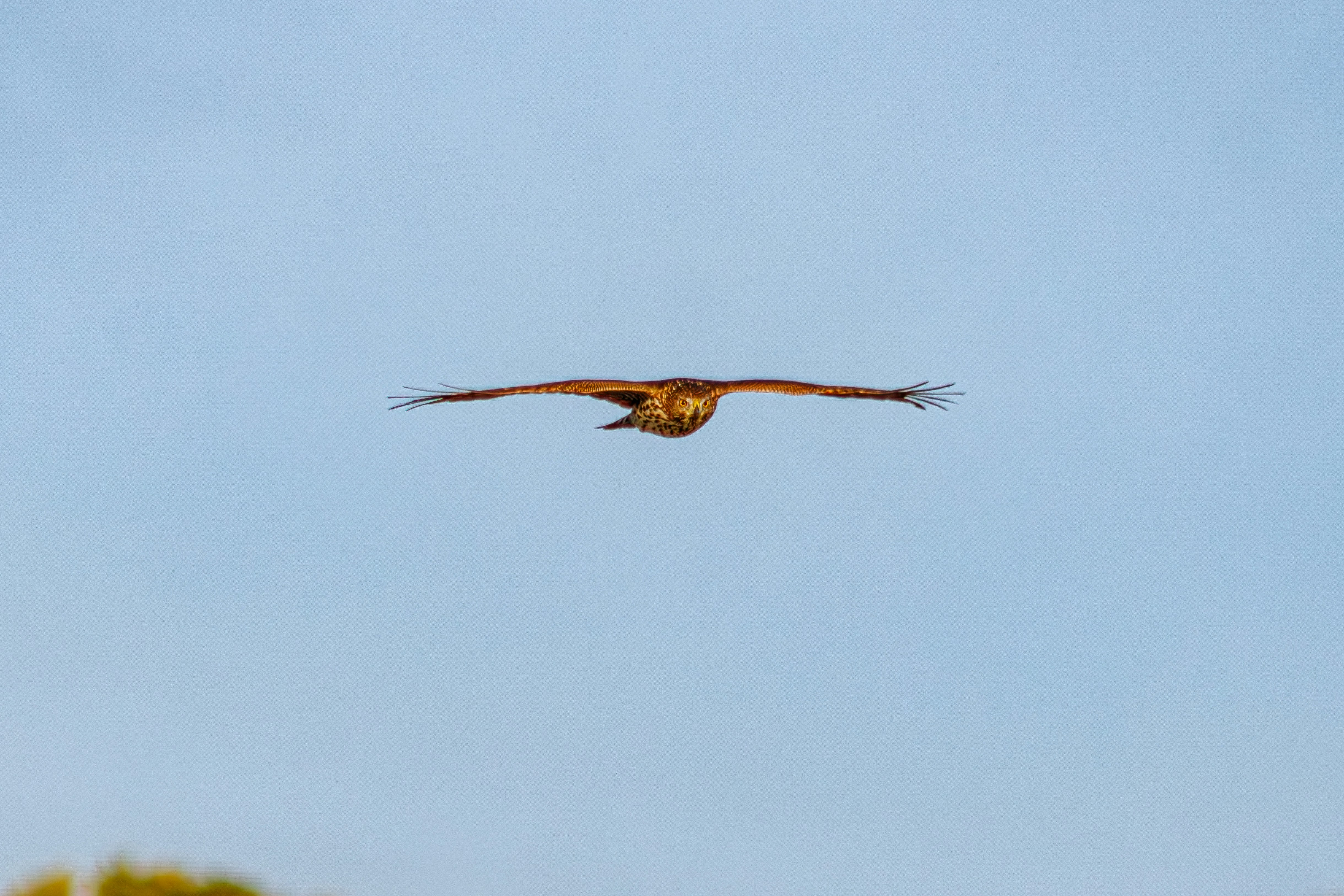 A large bird flying through a blue sky photo – Free Animal Image on ...