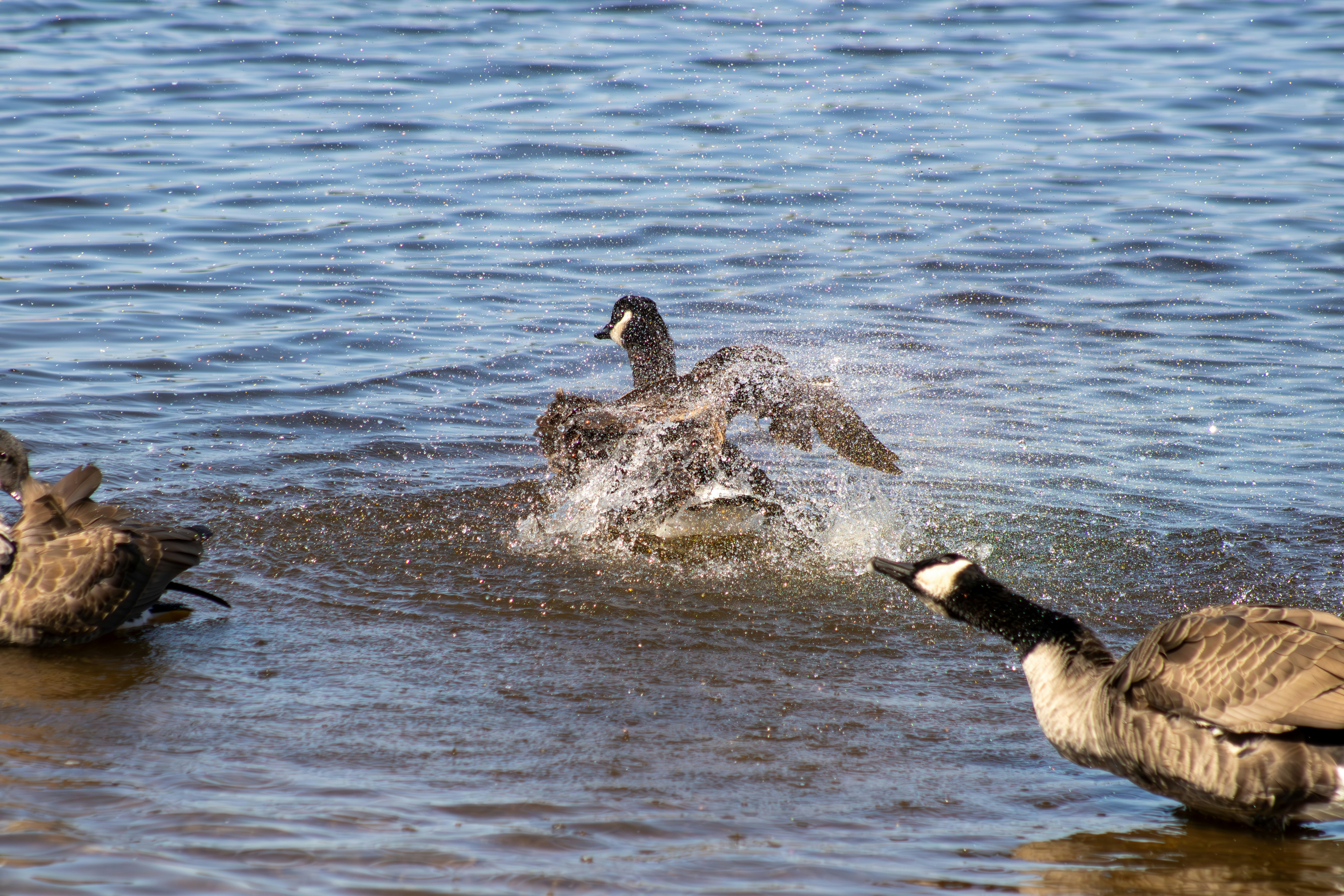 Liftoff on the Lake: A Central Goose Breaks the Surface While Two Companions Watch