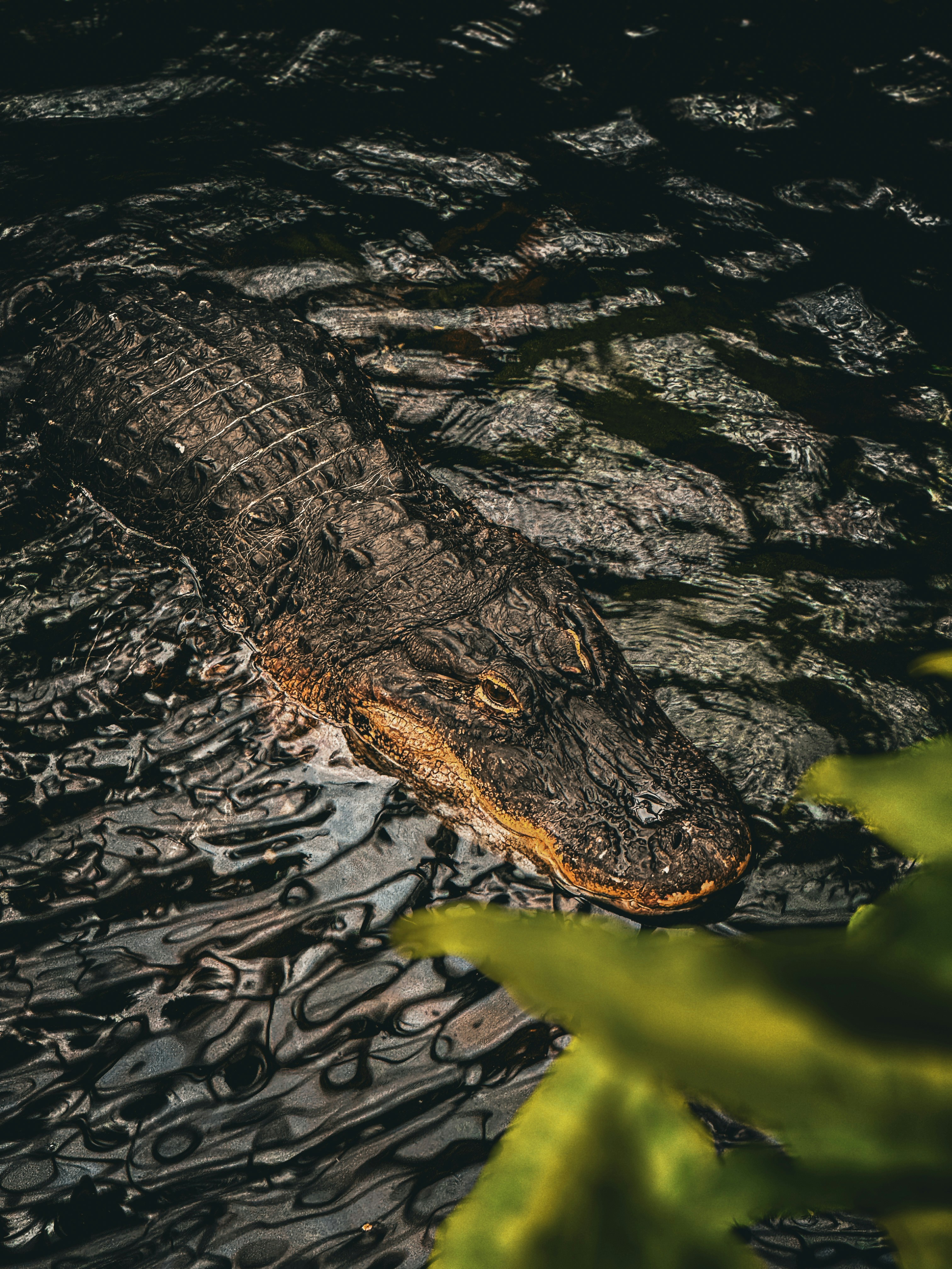 Shadowed Armor: Close-Up of a Crocodile's Gaze in Dark Ripples