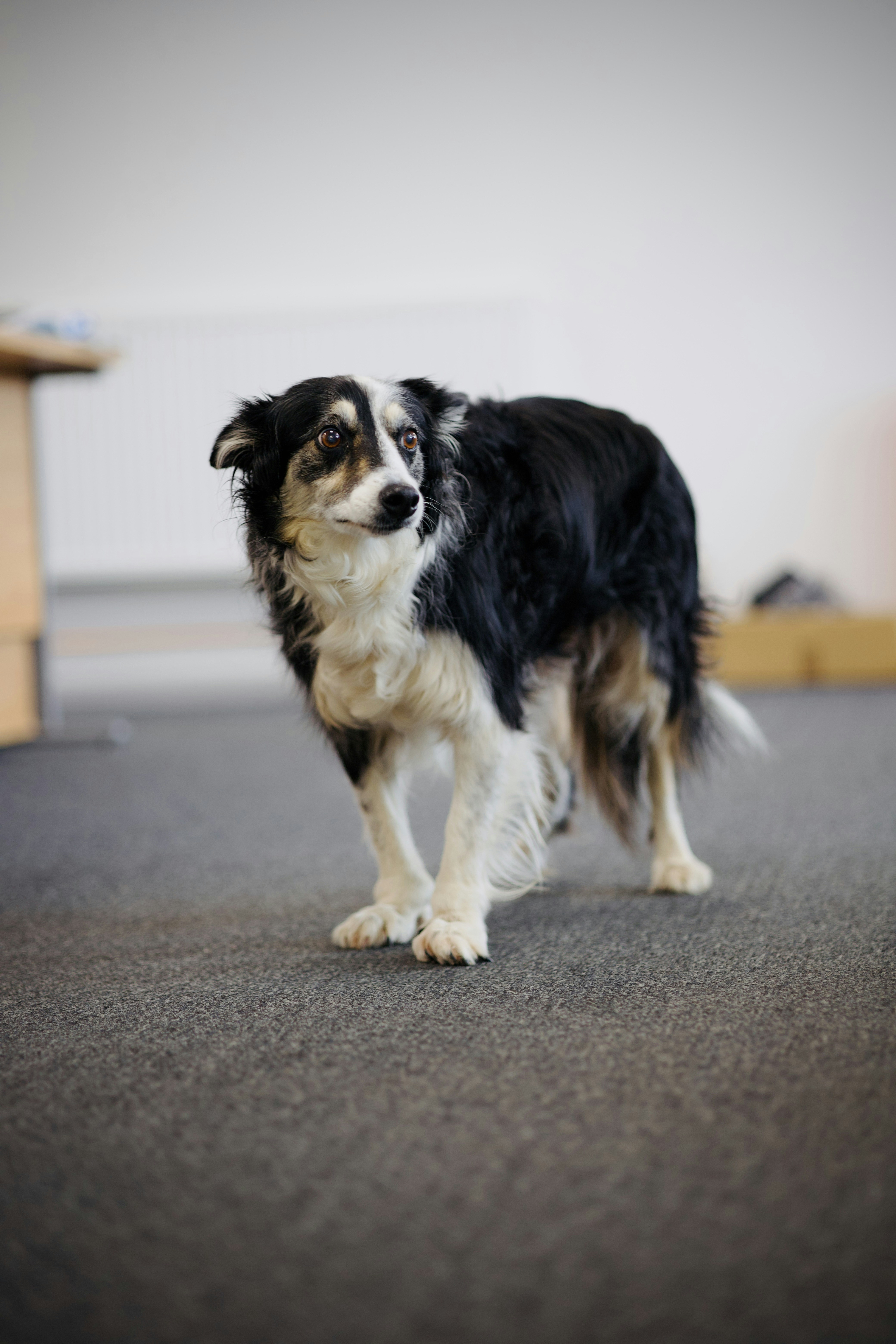 A smart and adorable dog straight out of movies posing for a portrait in an office