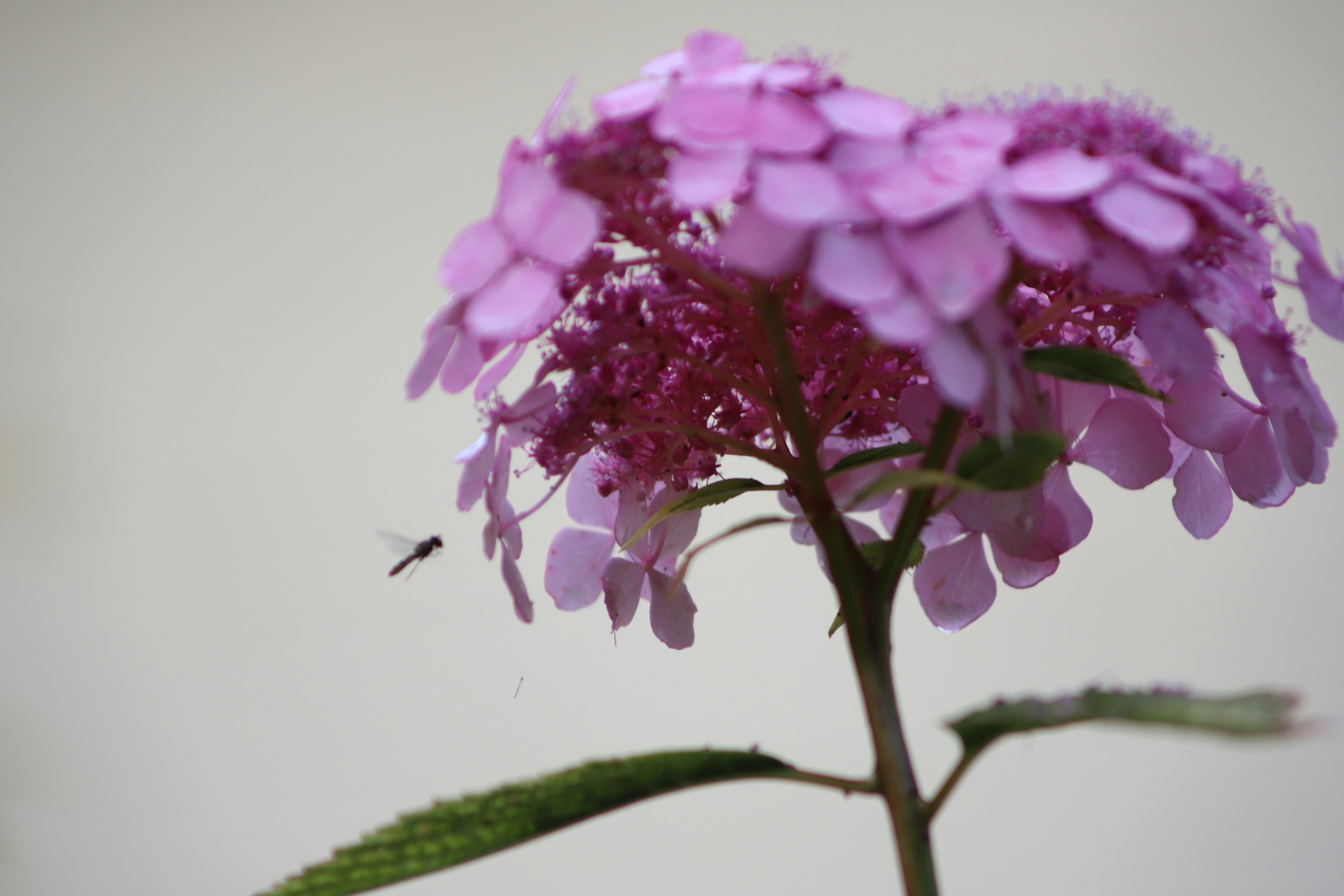 Petal and Wing: Pink Hydrangea in Soft Focus