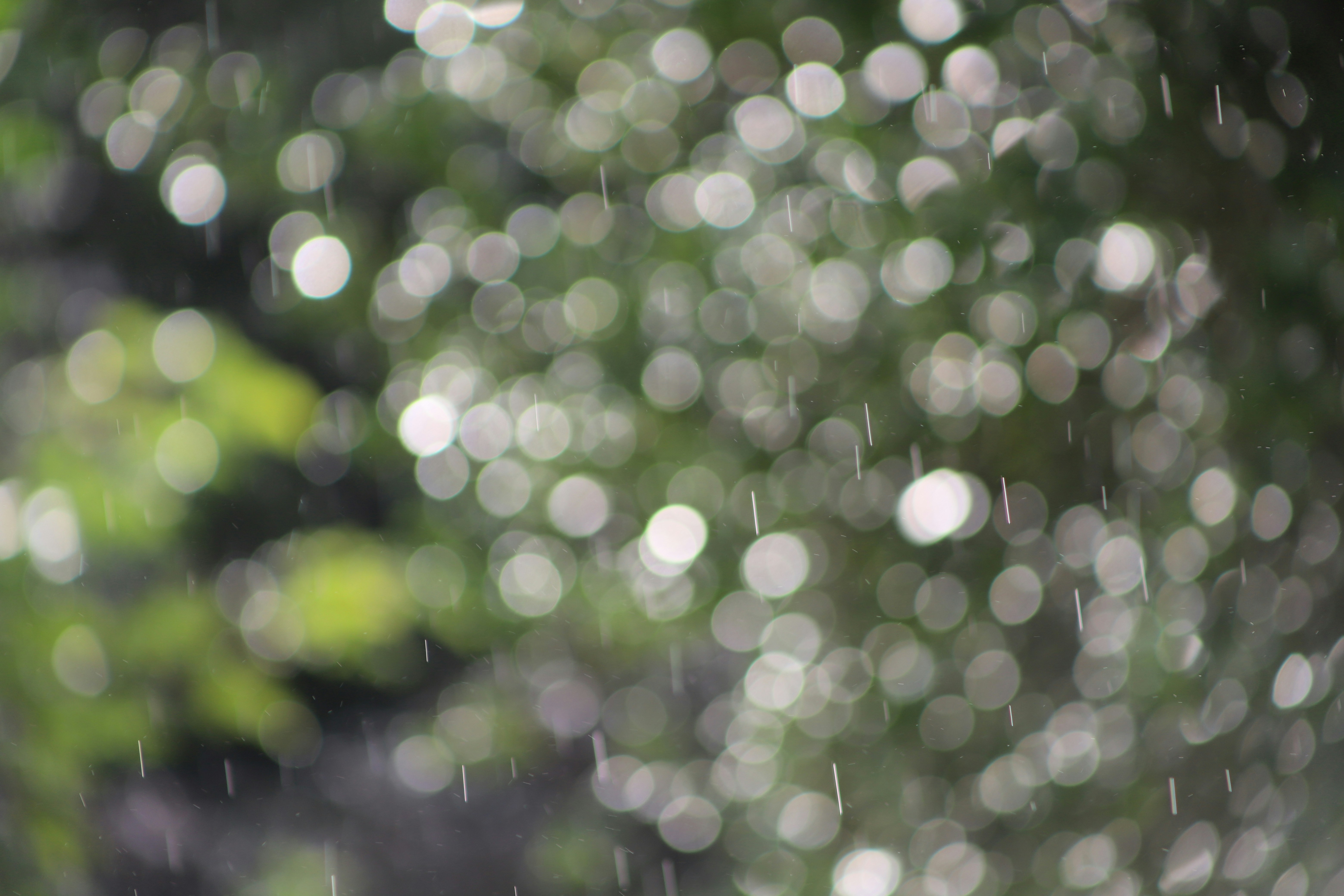 A blurry photo of a tree with rain drops photo – Free Rain Image on ...