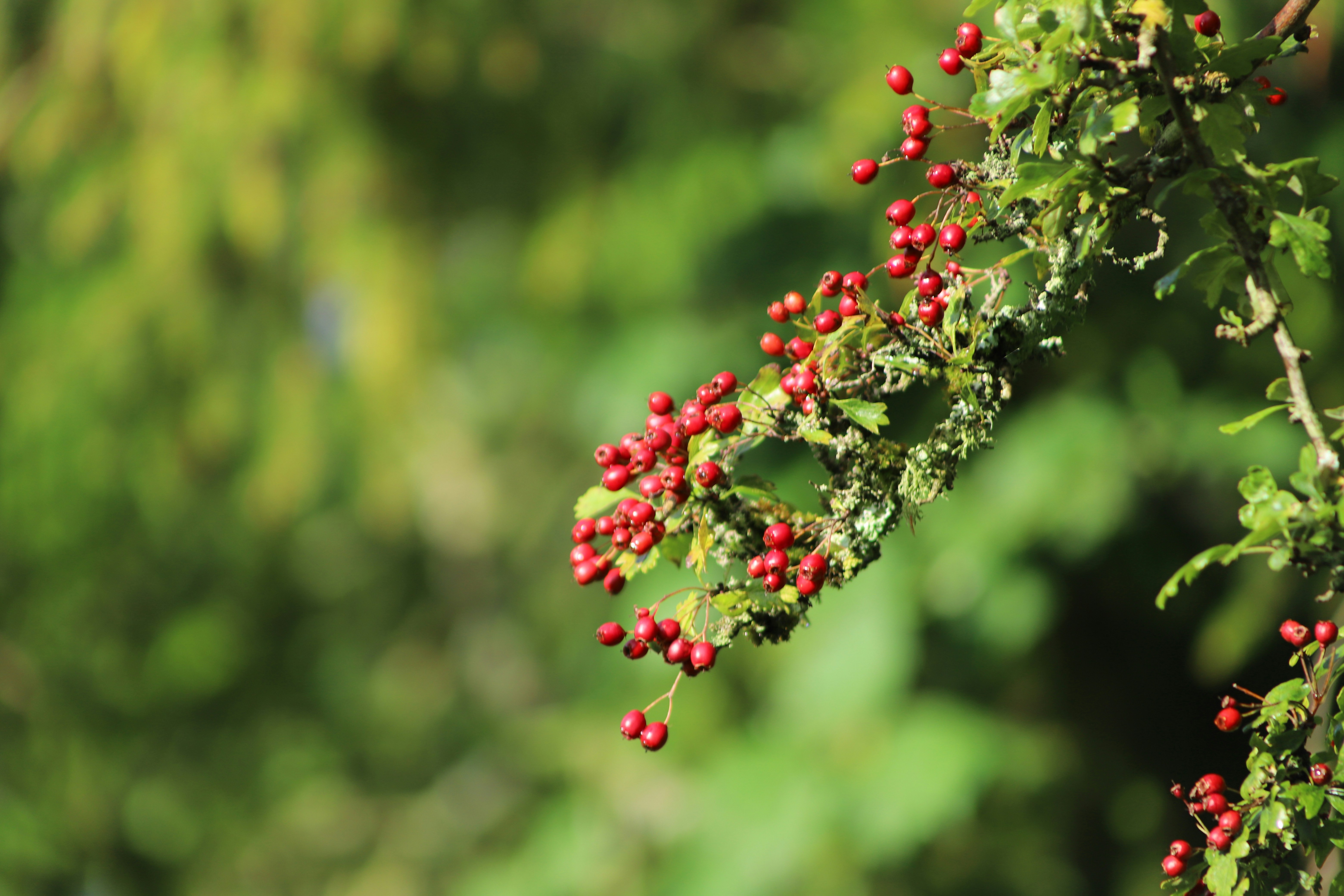 Crimson Berries on a Sunlit Twig: a Quiet Forest Moment