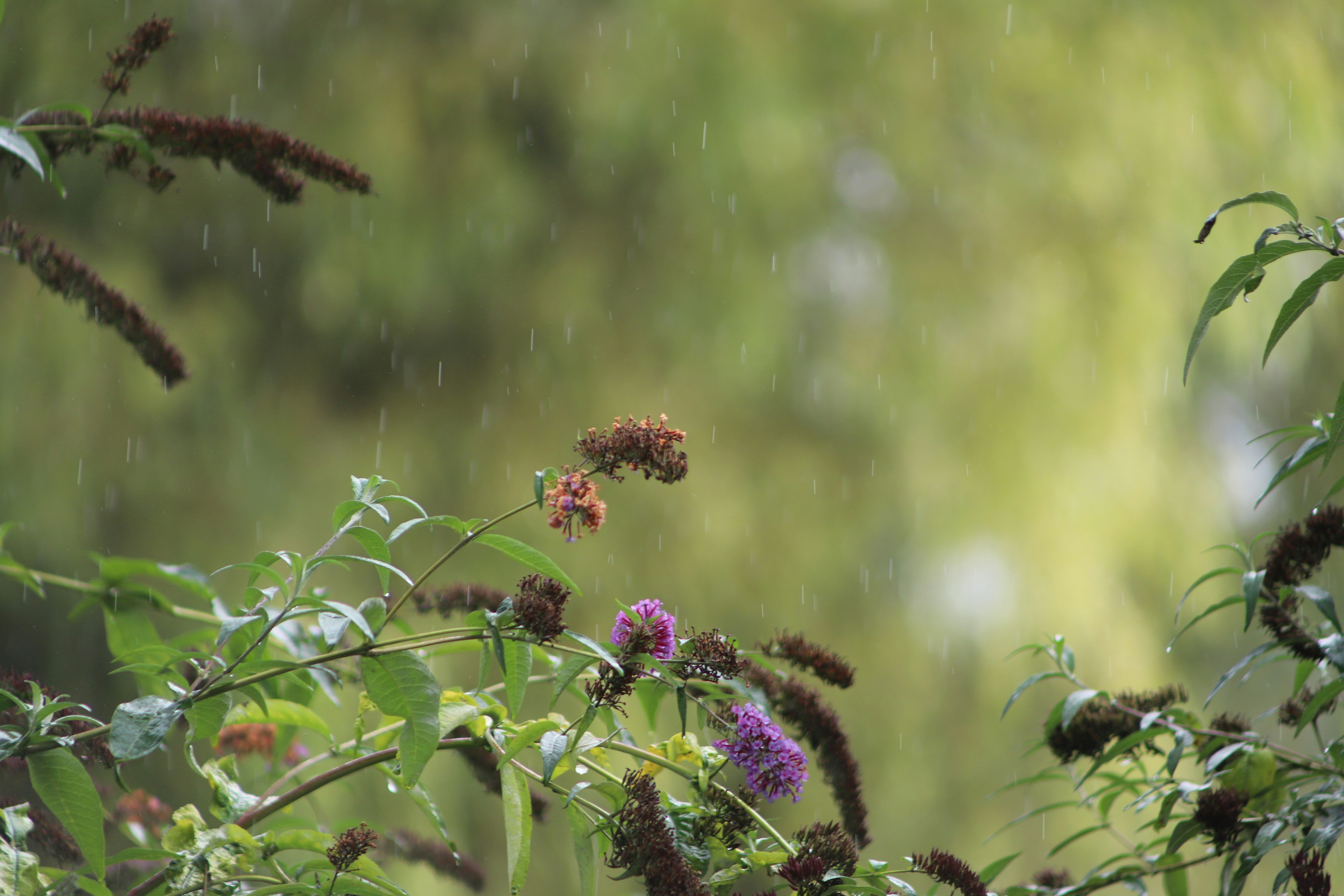 Rain-Kissed Blooms in a Soft-Focus Garden