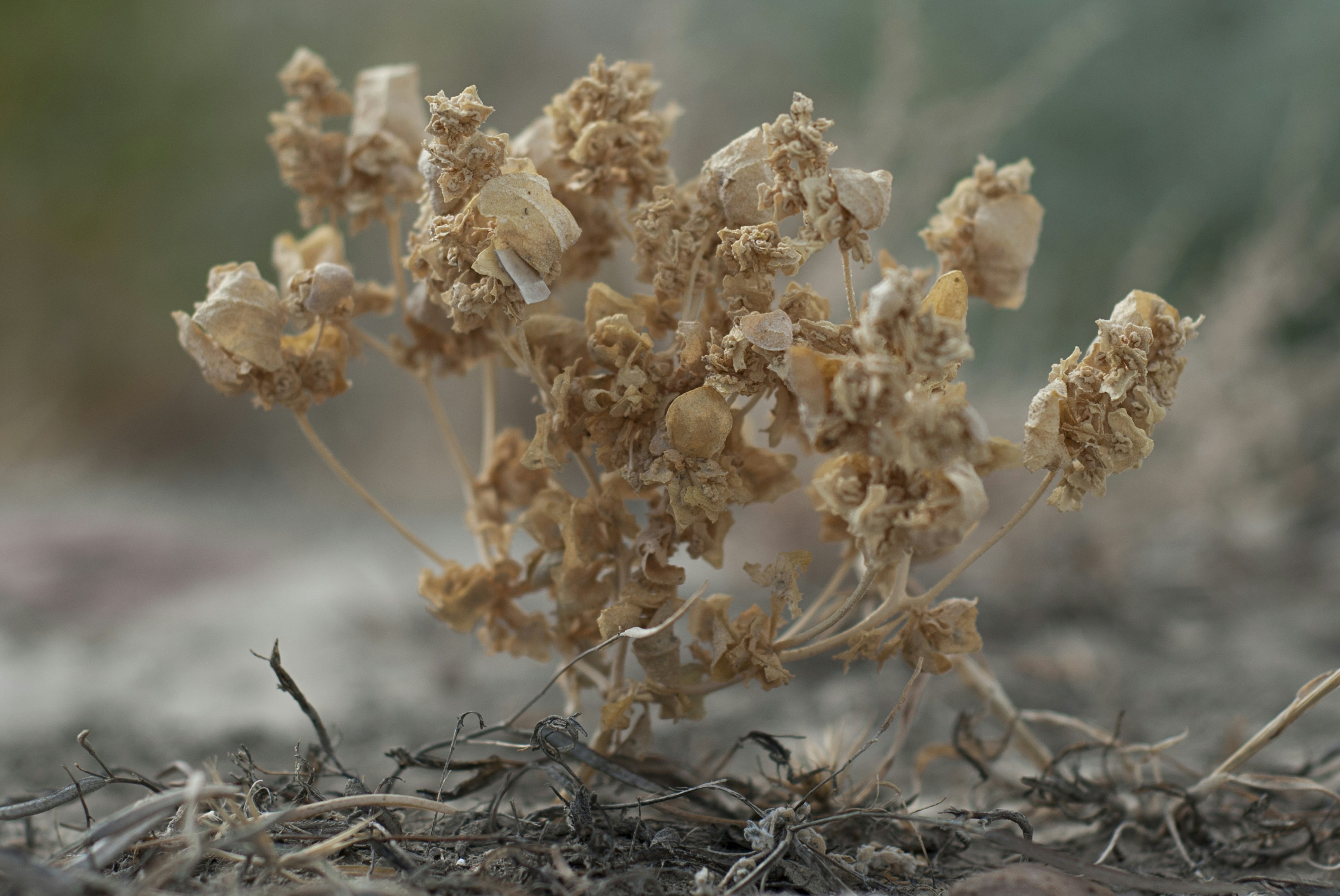 Dry Plant Pictures | Download Free Images on Unsplash