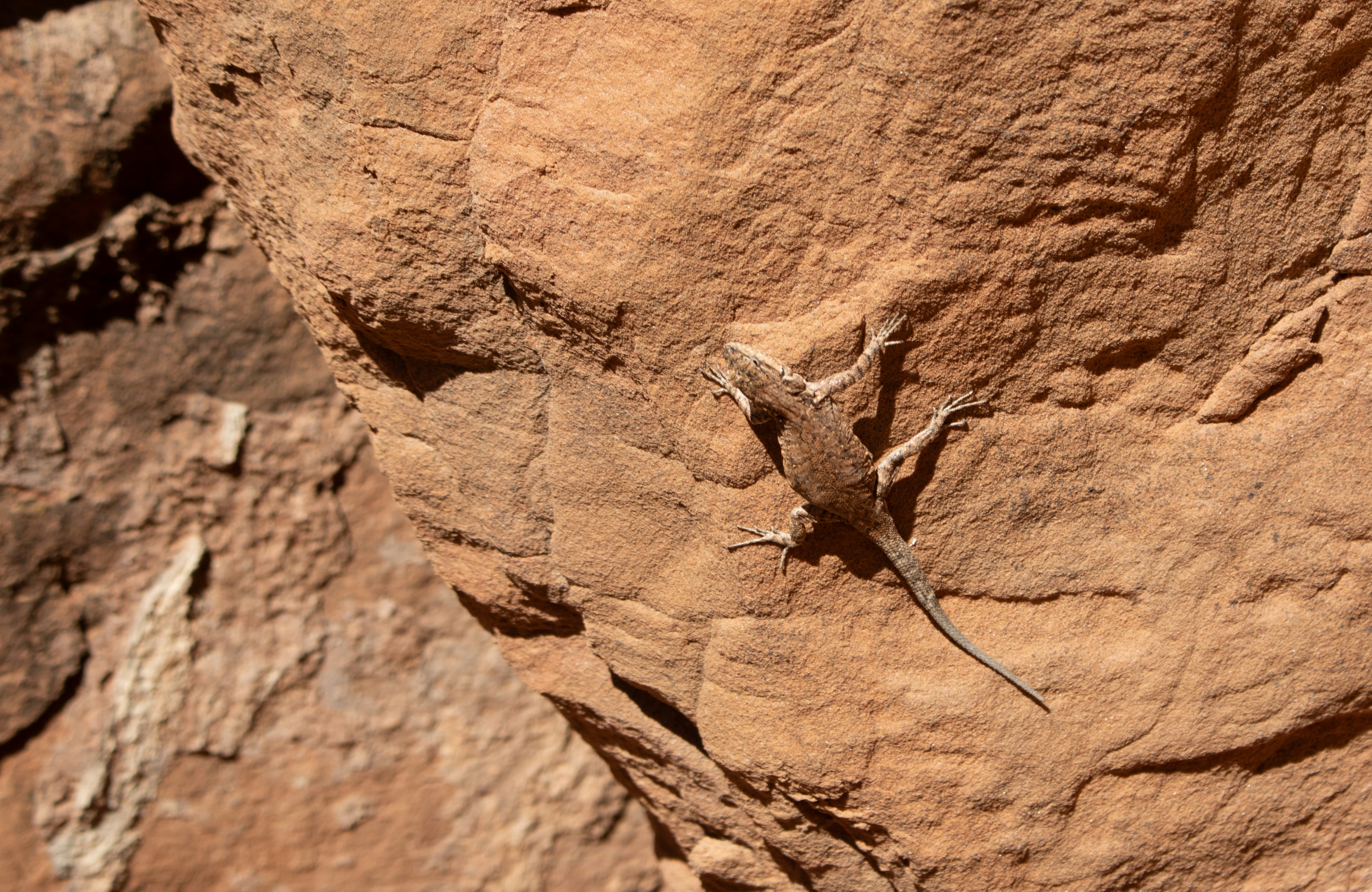 Desert spiny lizards (Sceloporus magister)