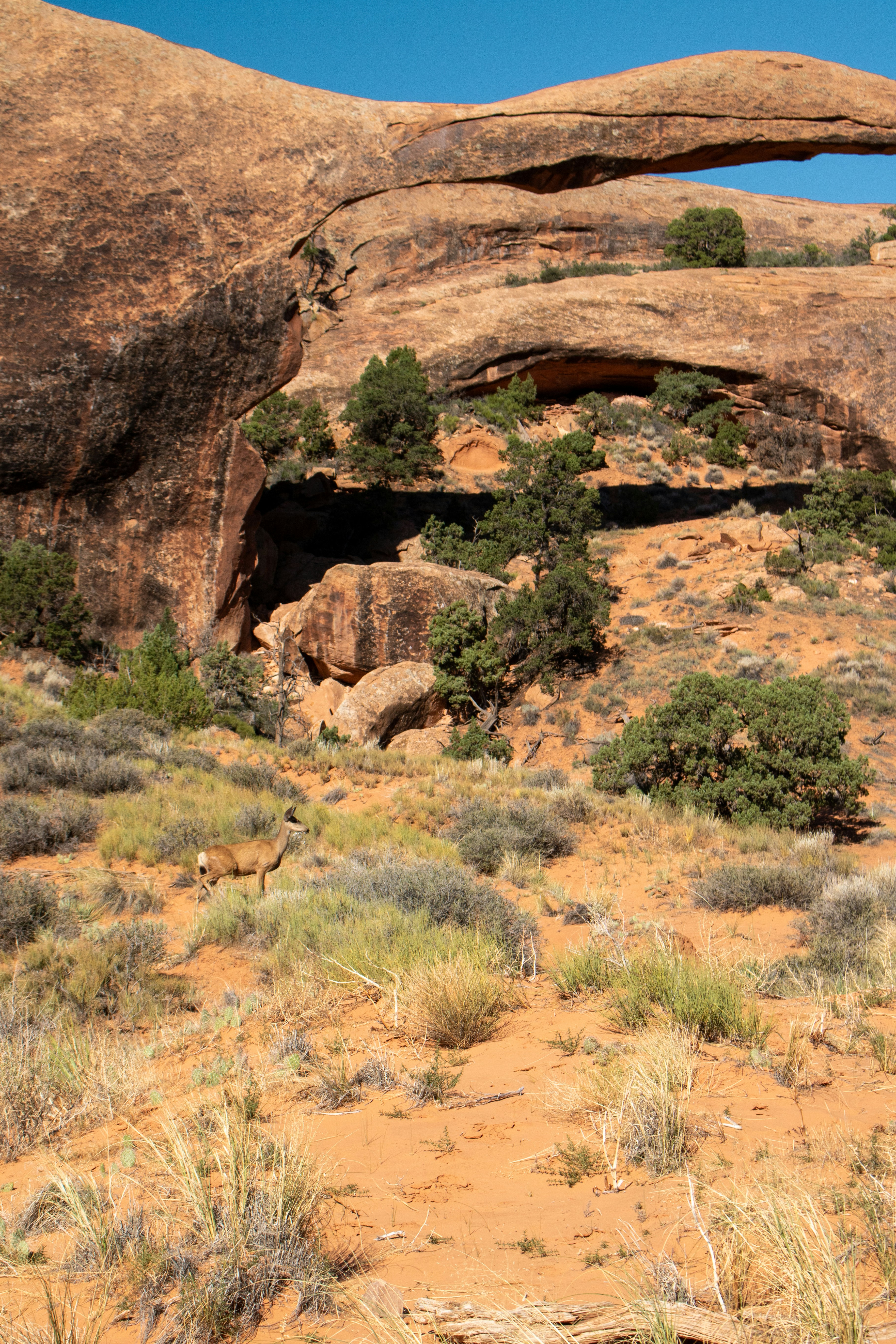 Landscape Arch in Arches National Park, Utah, is one of the world’s longest natural rock arches, stretching 306 feet. Formed over millions of years by erosion, its incredibly thin and delicate structure makes it a geological marvel. Due to rockfalls in the 1990s, access beneath the arch is restricted for safety. It remains a popular attraction, with stunning views accessible from the Devil’s Garden Trail. Landscape Arch is a prime example of Utah's dramatic desert formations.