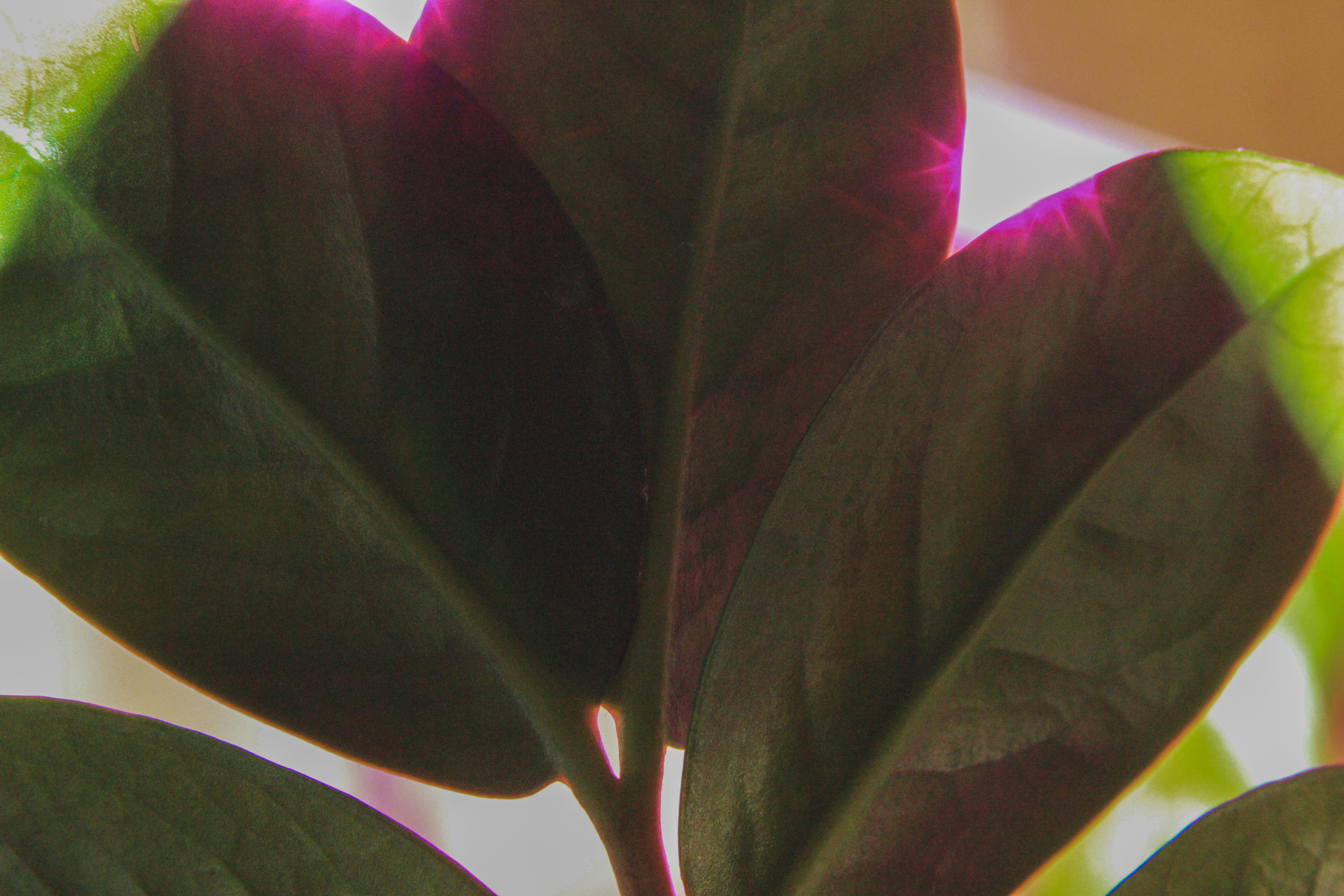 Close-Up of Glossy Leaves: Subtle Backlight Reveals Leaf Veins and Purple-Tinted Edges