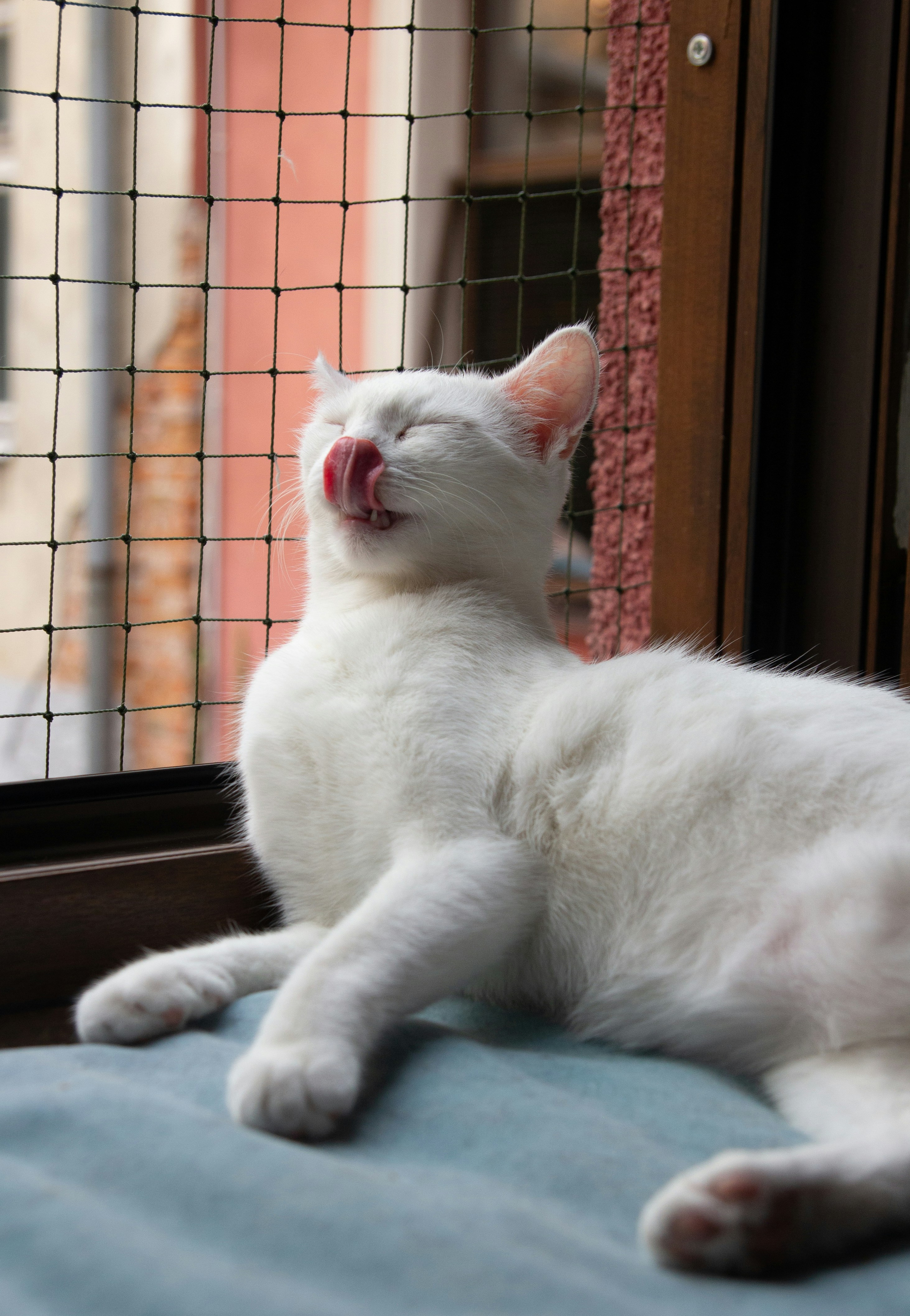 Sunlit Window Reverie: A White Cat Lounges with a Playful Tongue