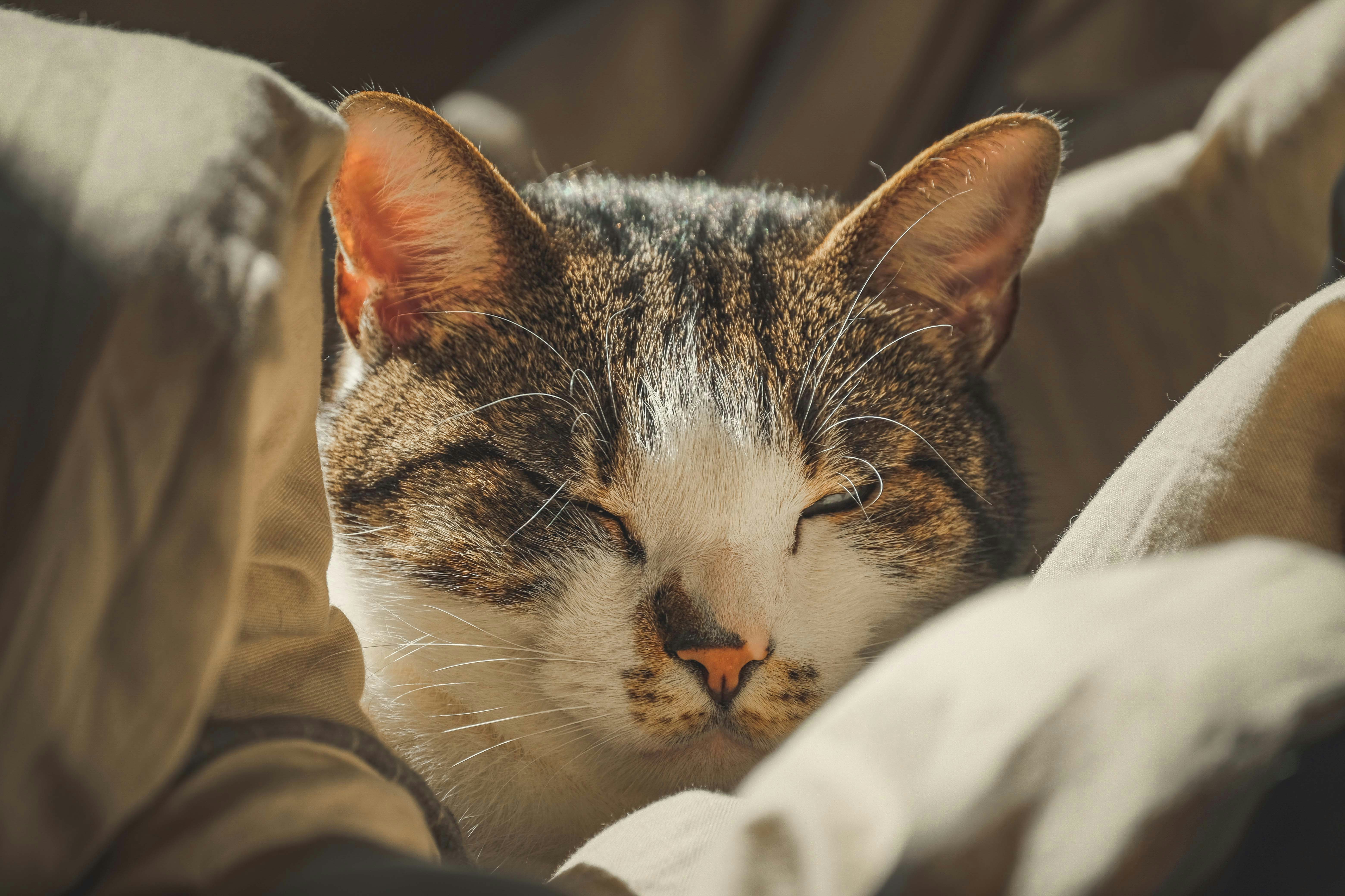 Sunlit Snooze: Cat Reposes Between Plush Blankets