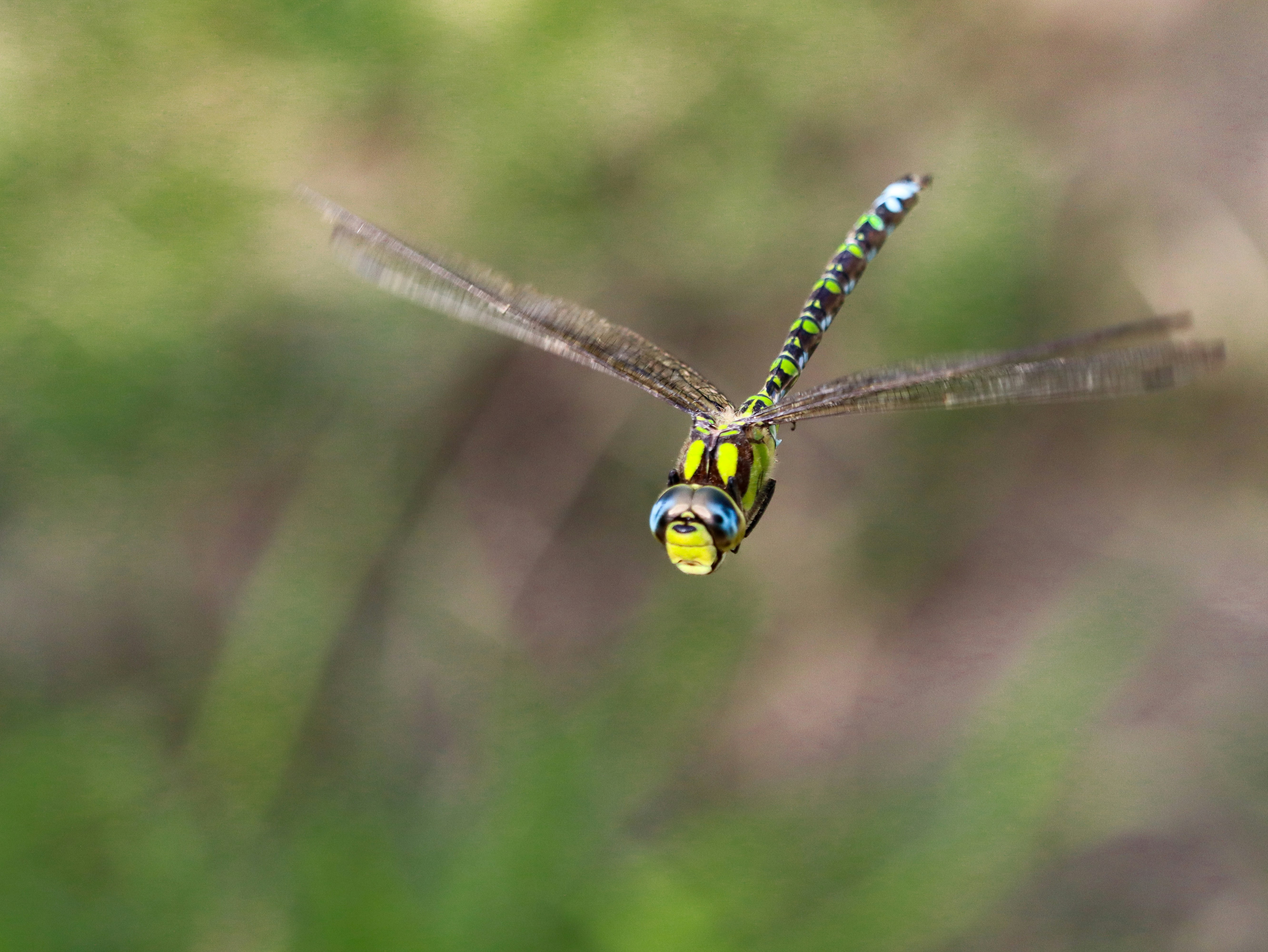 A close up of a dragonfly flying in the air photo – Free Animal Image ...