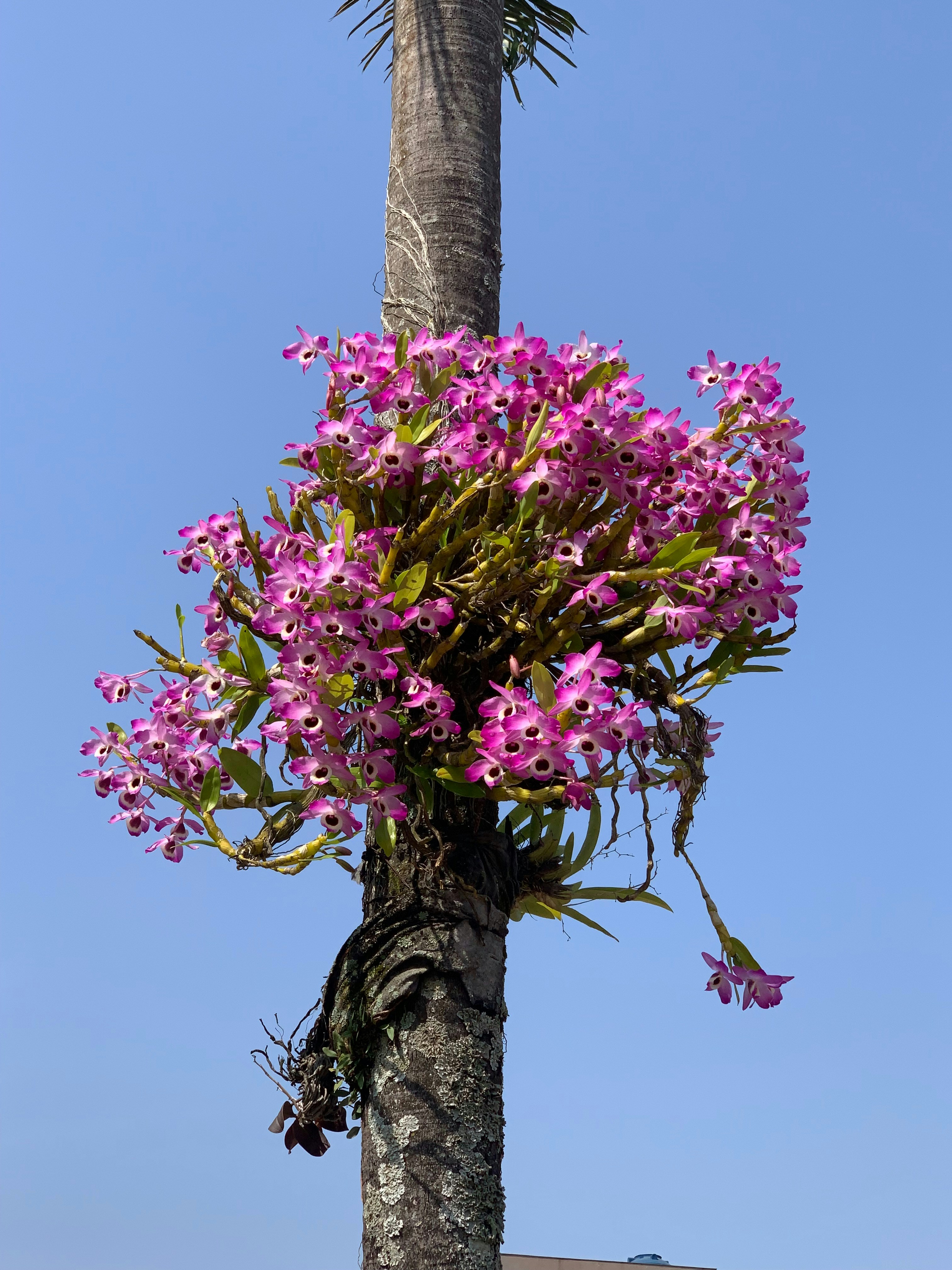 Orchid Burst Anchors a Tree Trunk Under a Clear Blue Sky