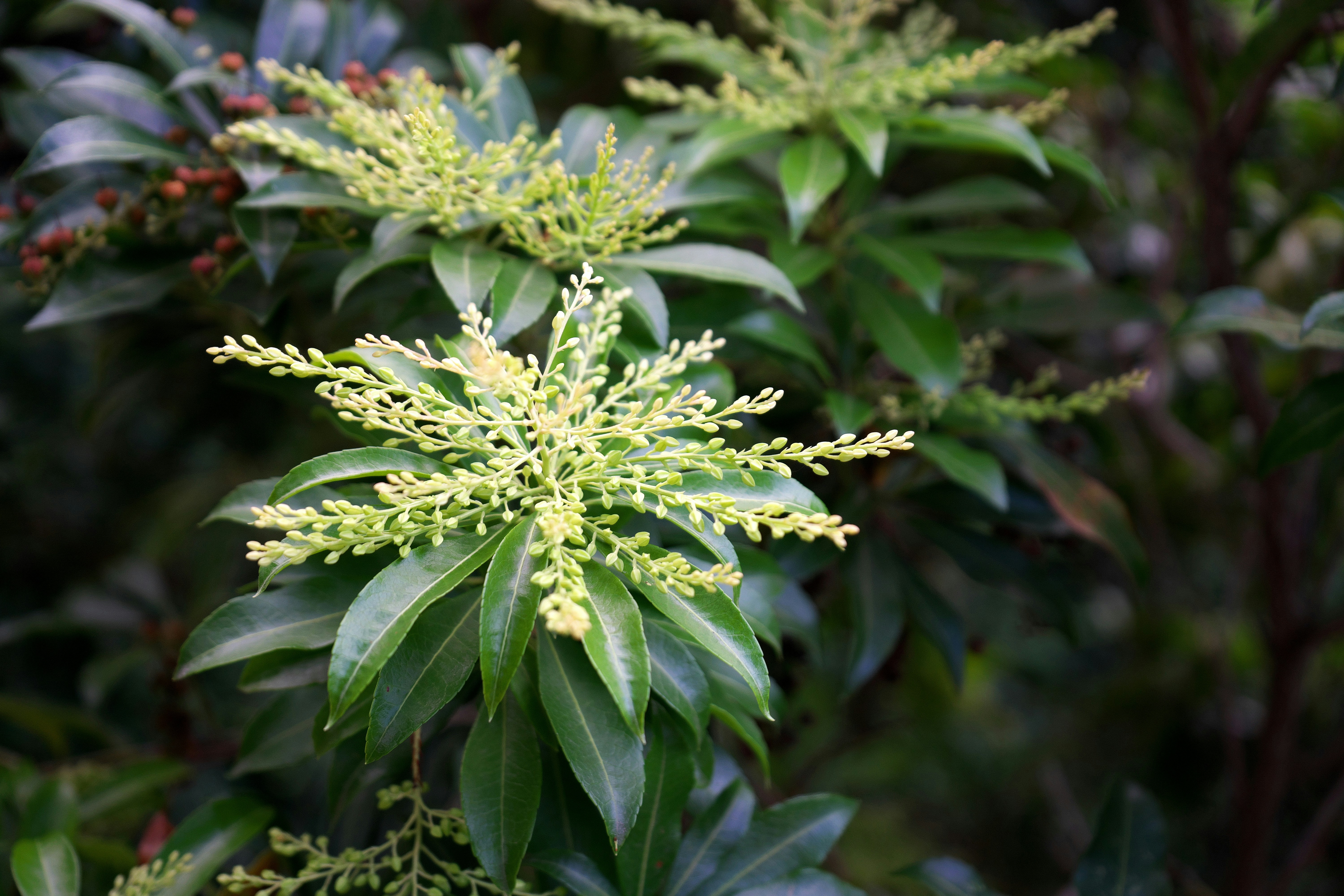 Japanese pieris "Flamingo" in mid-September at the Botanical Garden of the University of Wrocław. Pieris japonica, the Japanese andromeda or Japanese pieris, is a species of flowering plant in the heath family Ericaceae. It is native to eastern China, Taiwan, and Japan, where it grows in mountain thickets. This medium-sized evergreen shrub or tree is widely cultivated in gardens.