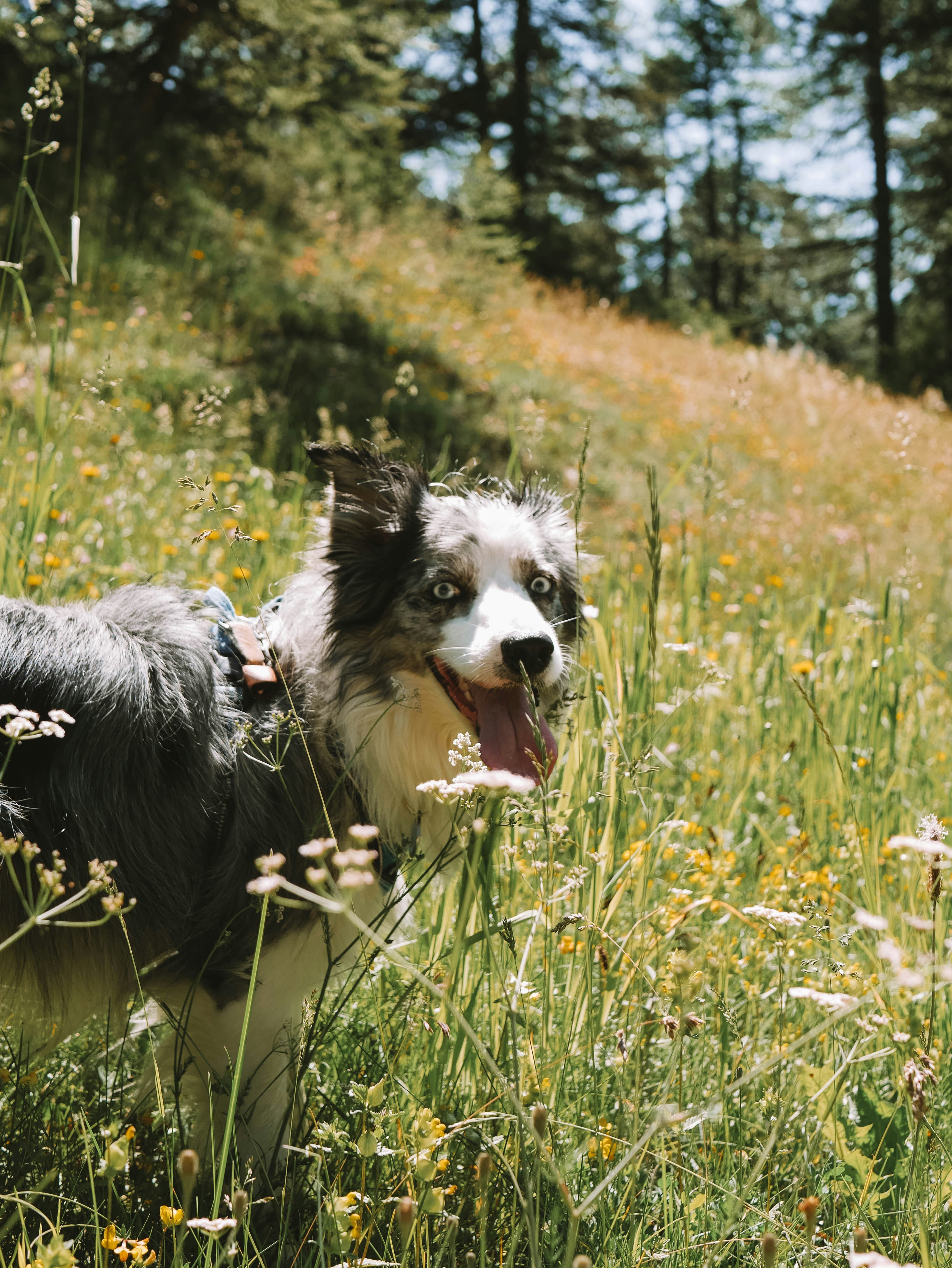 Joyful Border Collie in a Sunlit Wildflower Field